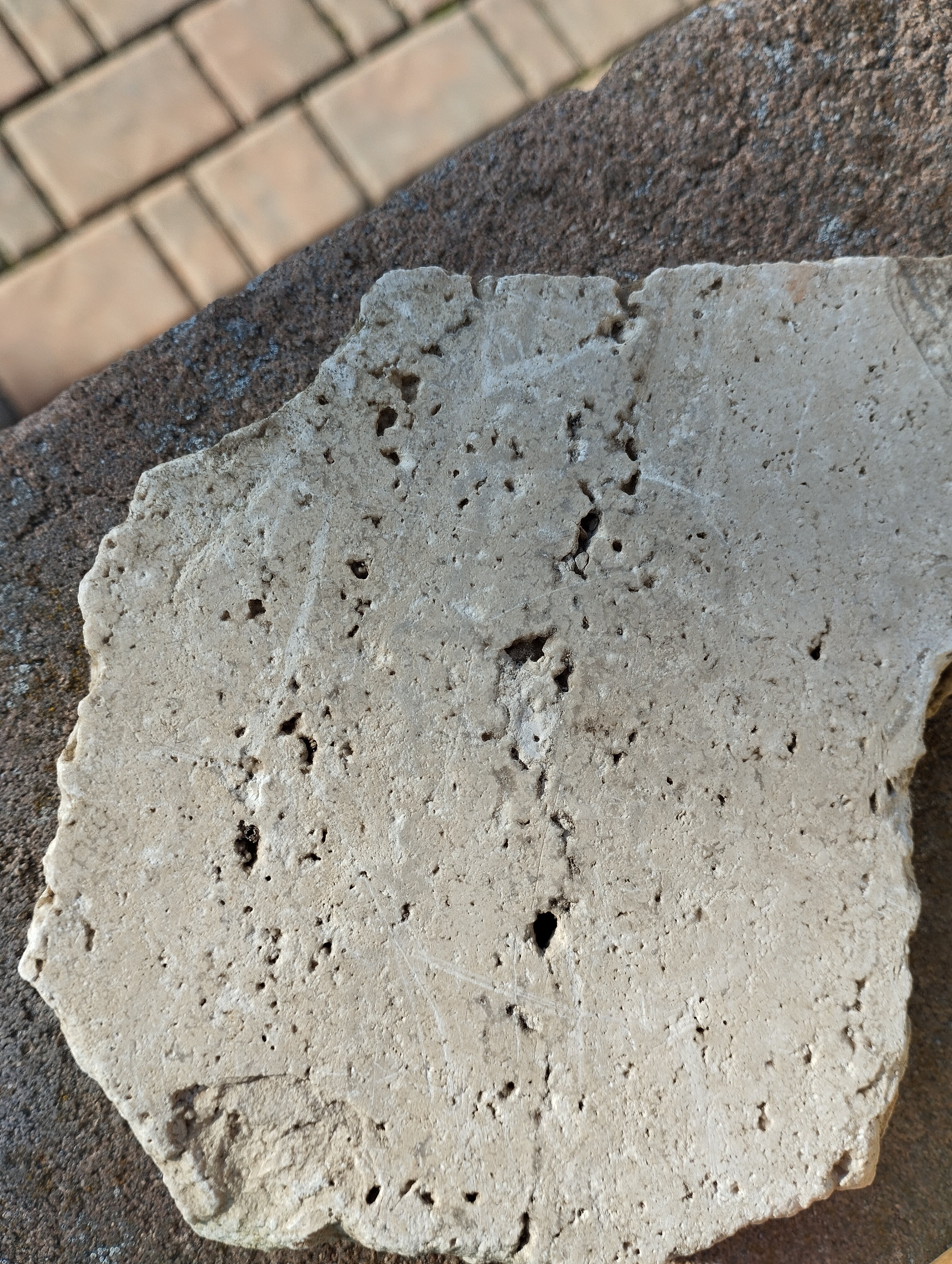Travertine fossils in tile - General Fossil Discussion - The Fossil Forum