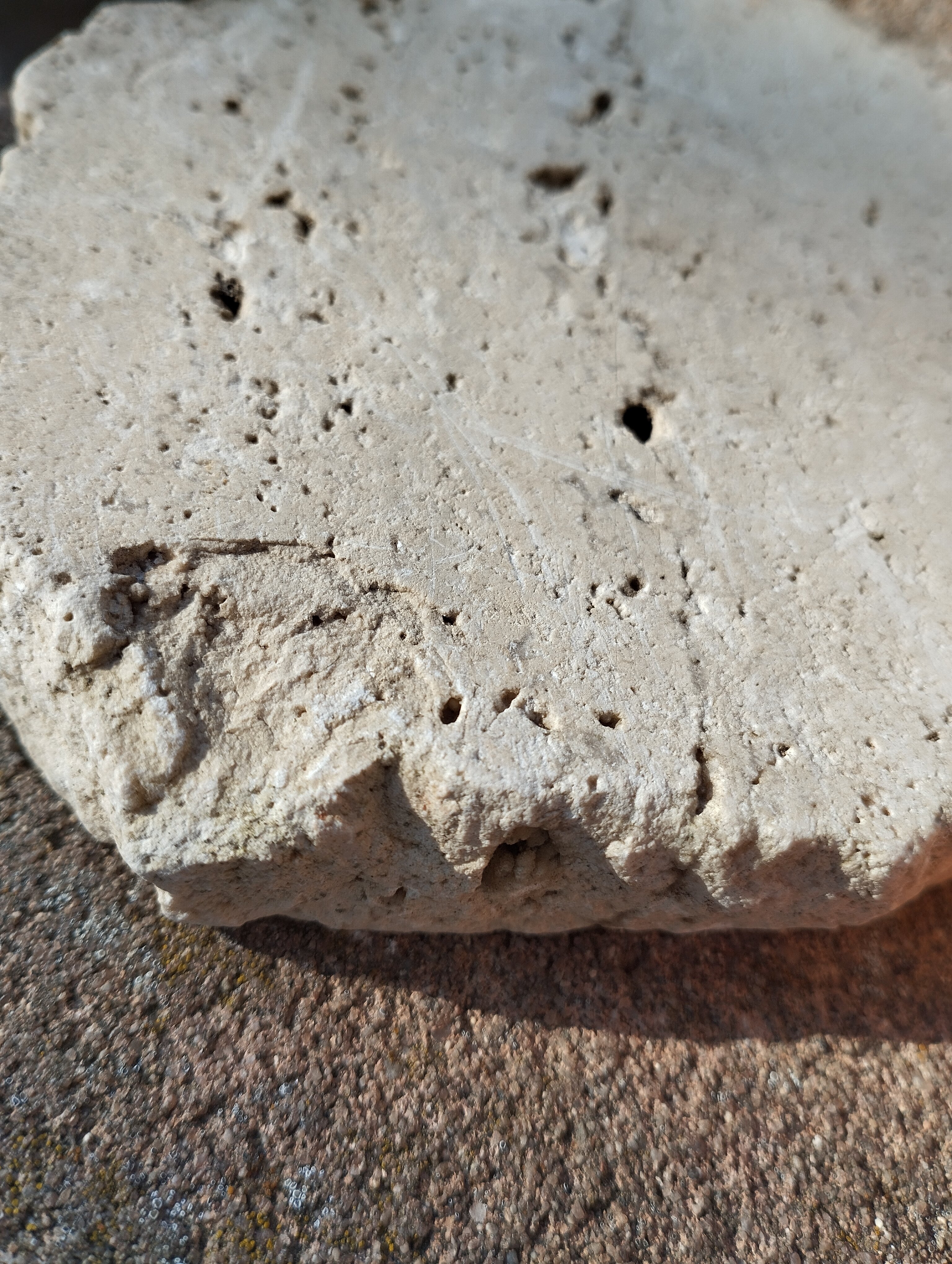Travertine fossils in tile - General Fossil Discussion - The Fossil Forum