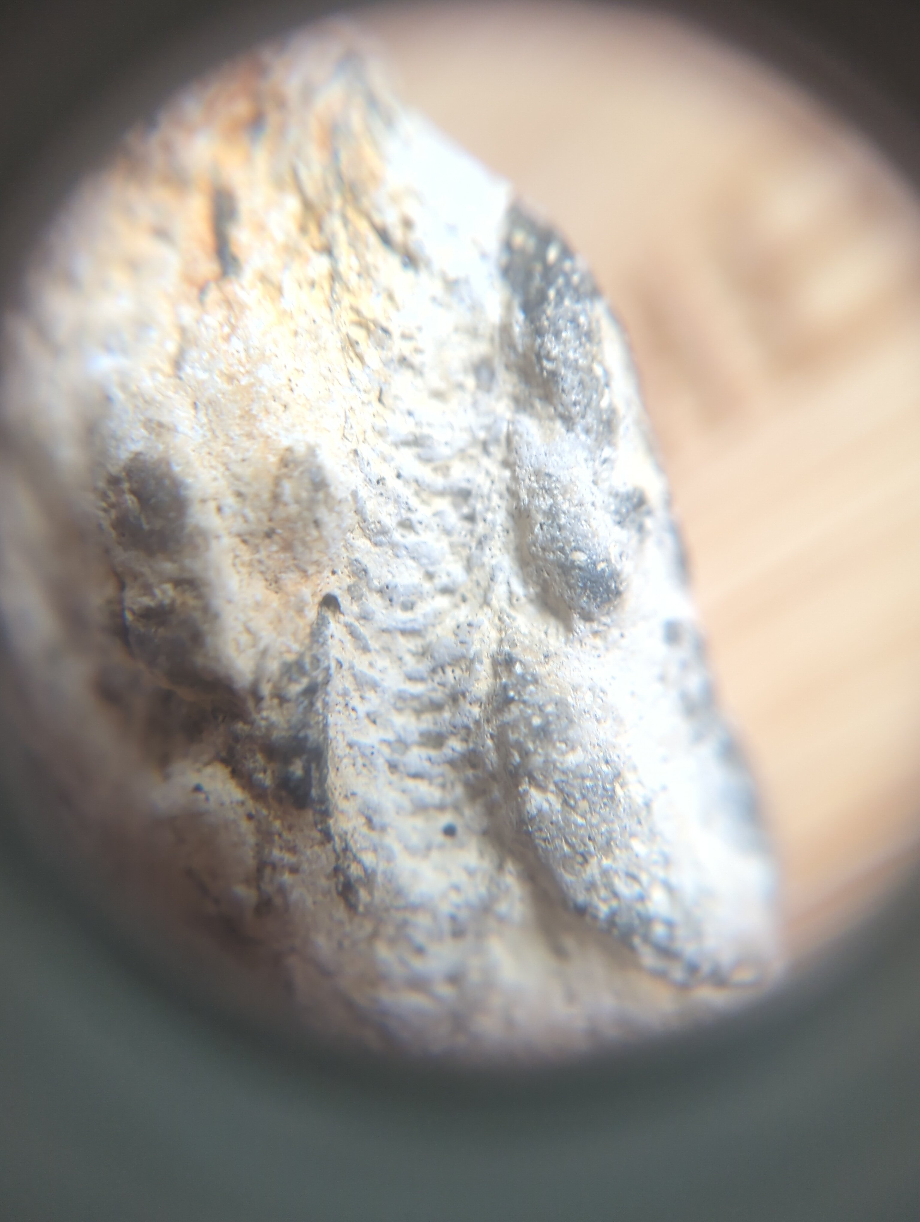 what is this? - Fossil ID - The Fossil Forum
