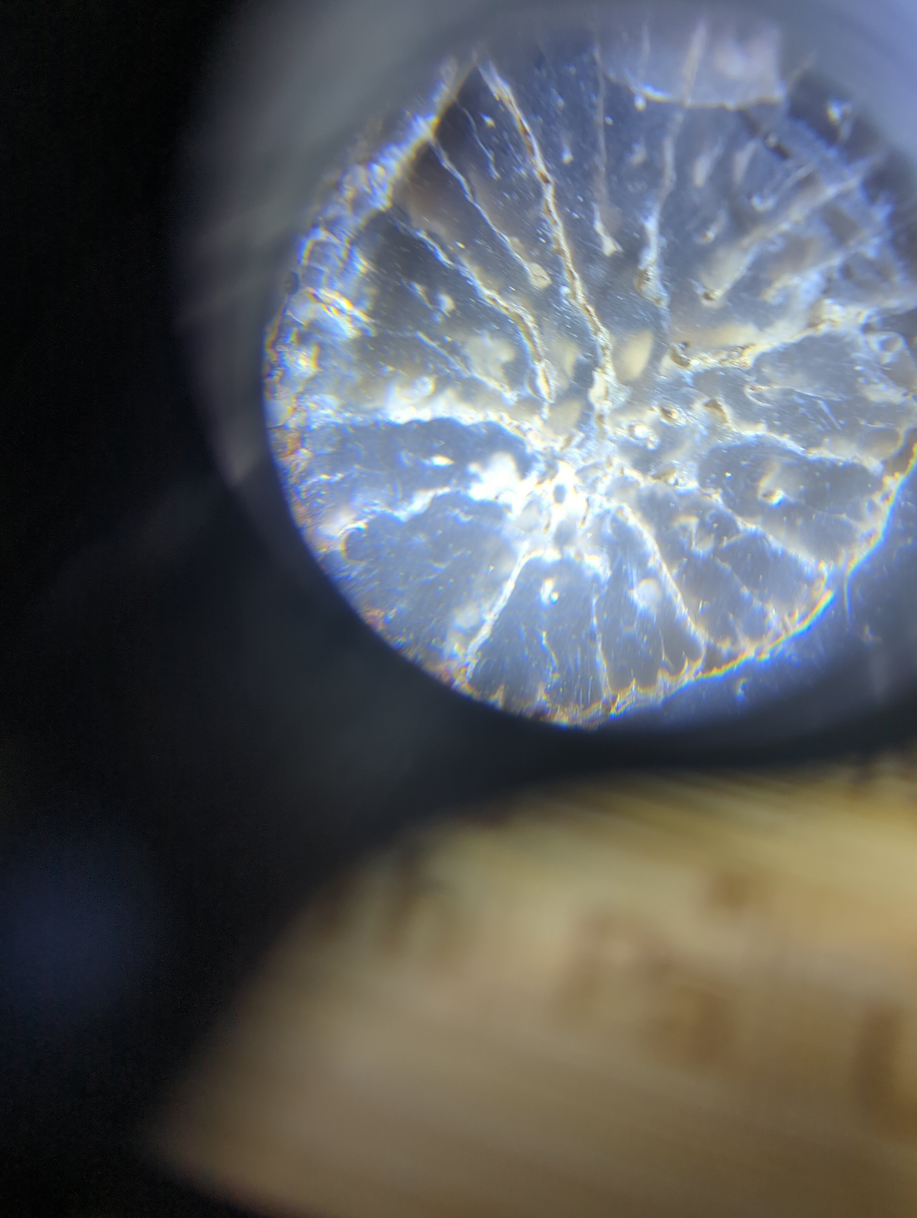 contained fracture pattern in flint - Fossil ID - The Fossil Forum