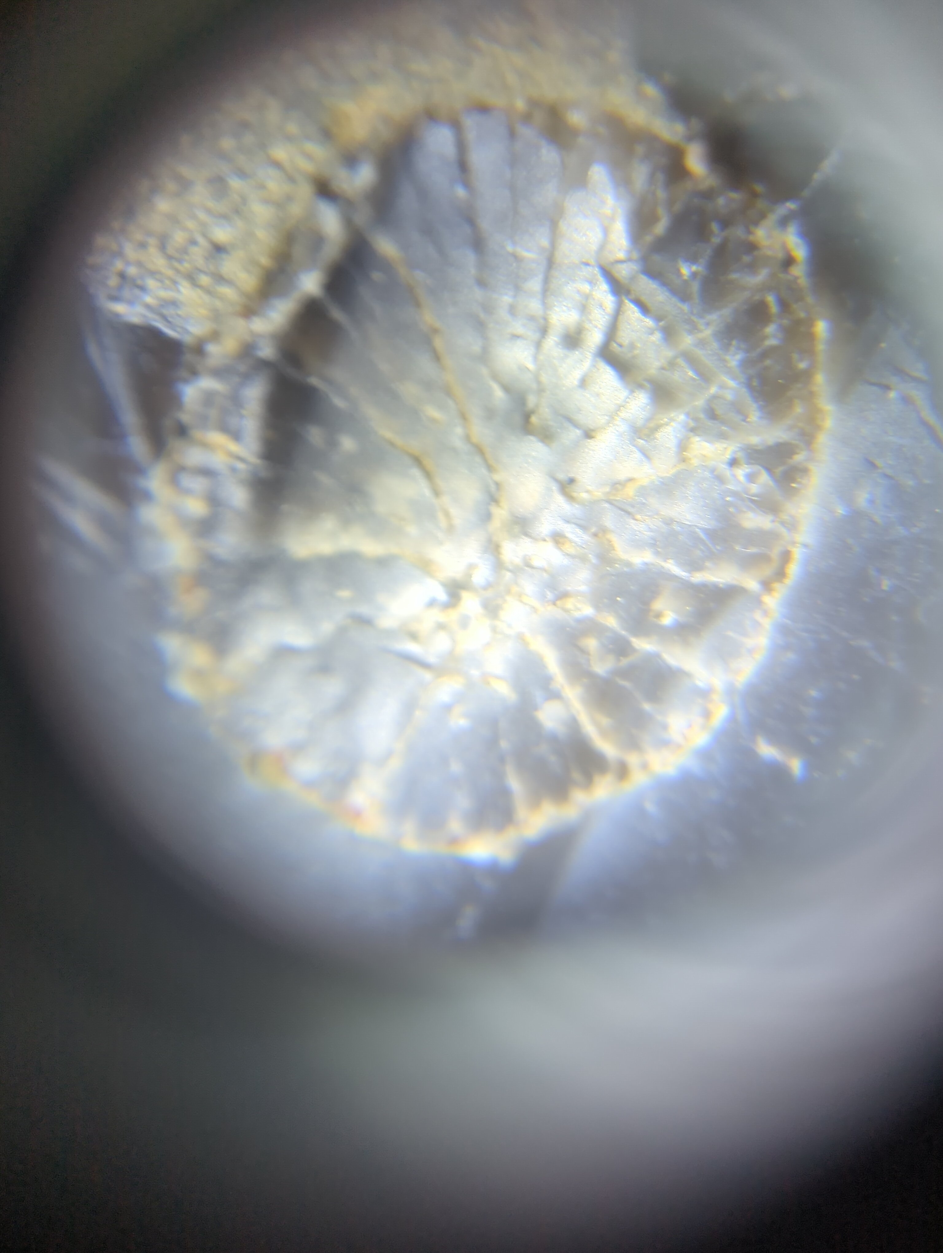 contained fracture pattern in flint - Fossil ID - The Fossil Forum