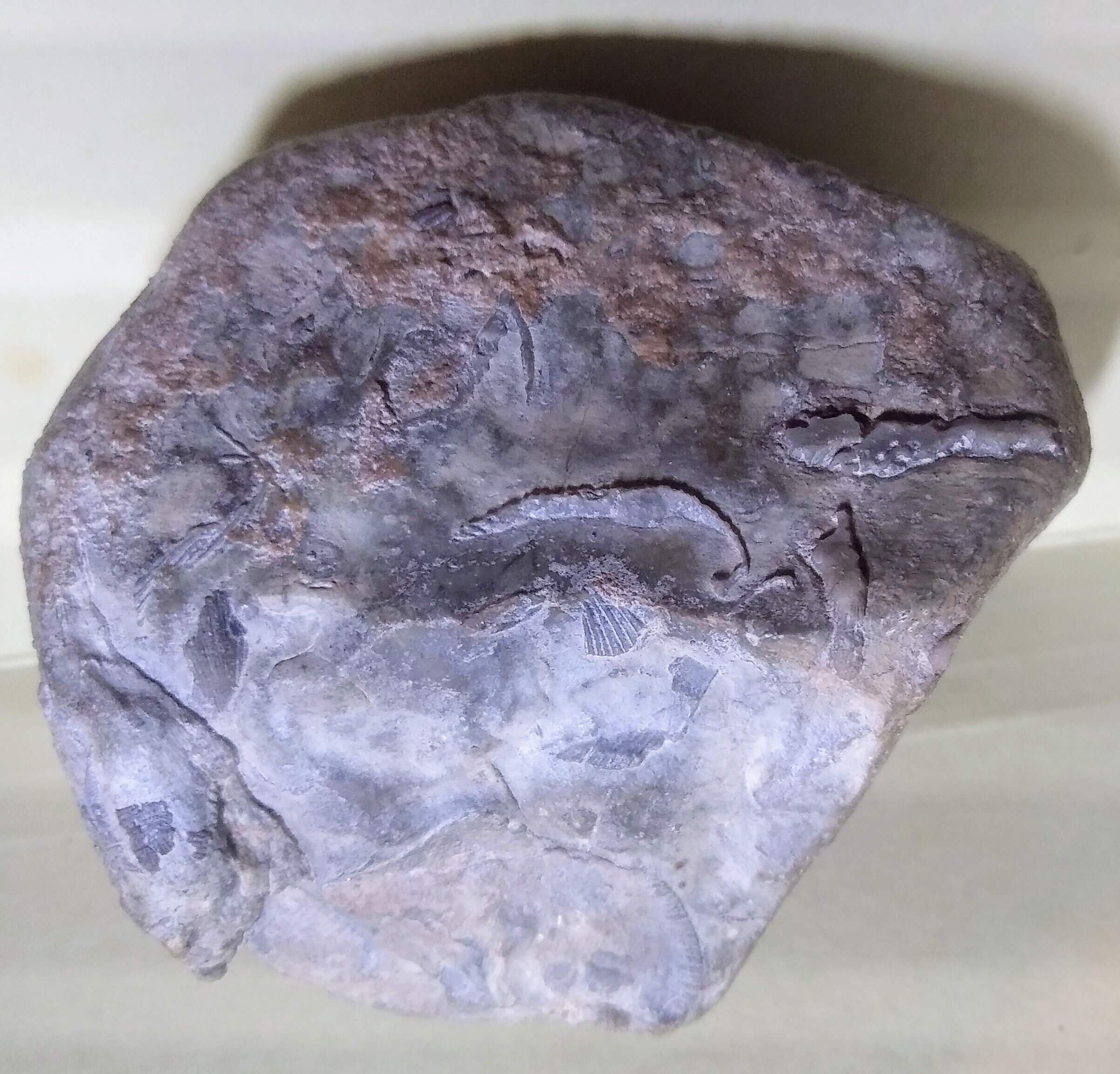 ROCK PILE REVISIT #2 - Fossil ID - The Fossil Forum