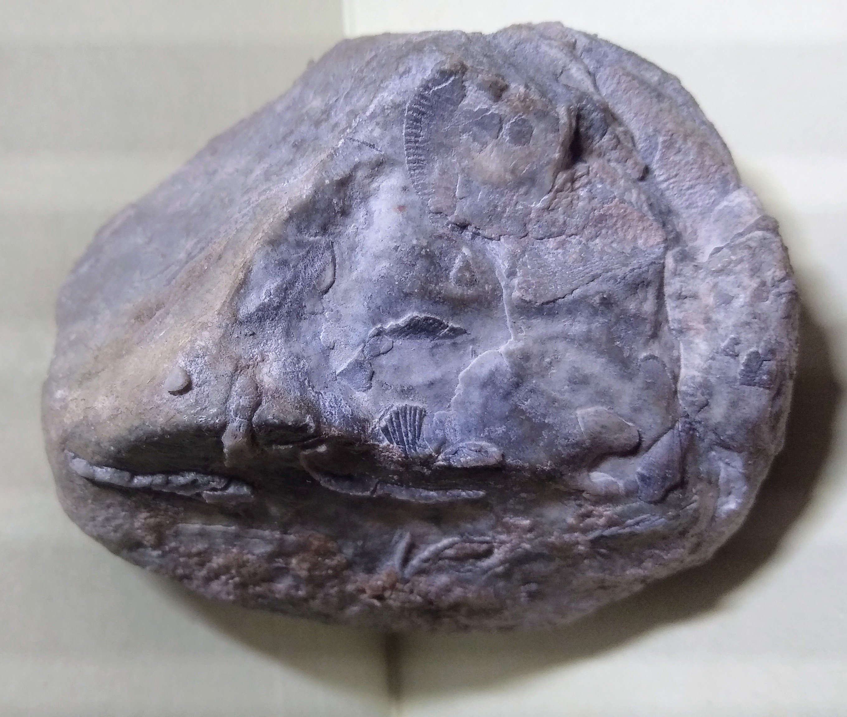 ROCK PILE REVISIT #2 - Fossil ID - The Fossil Forum