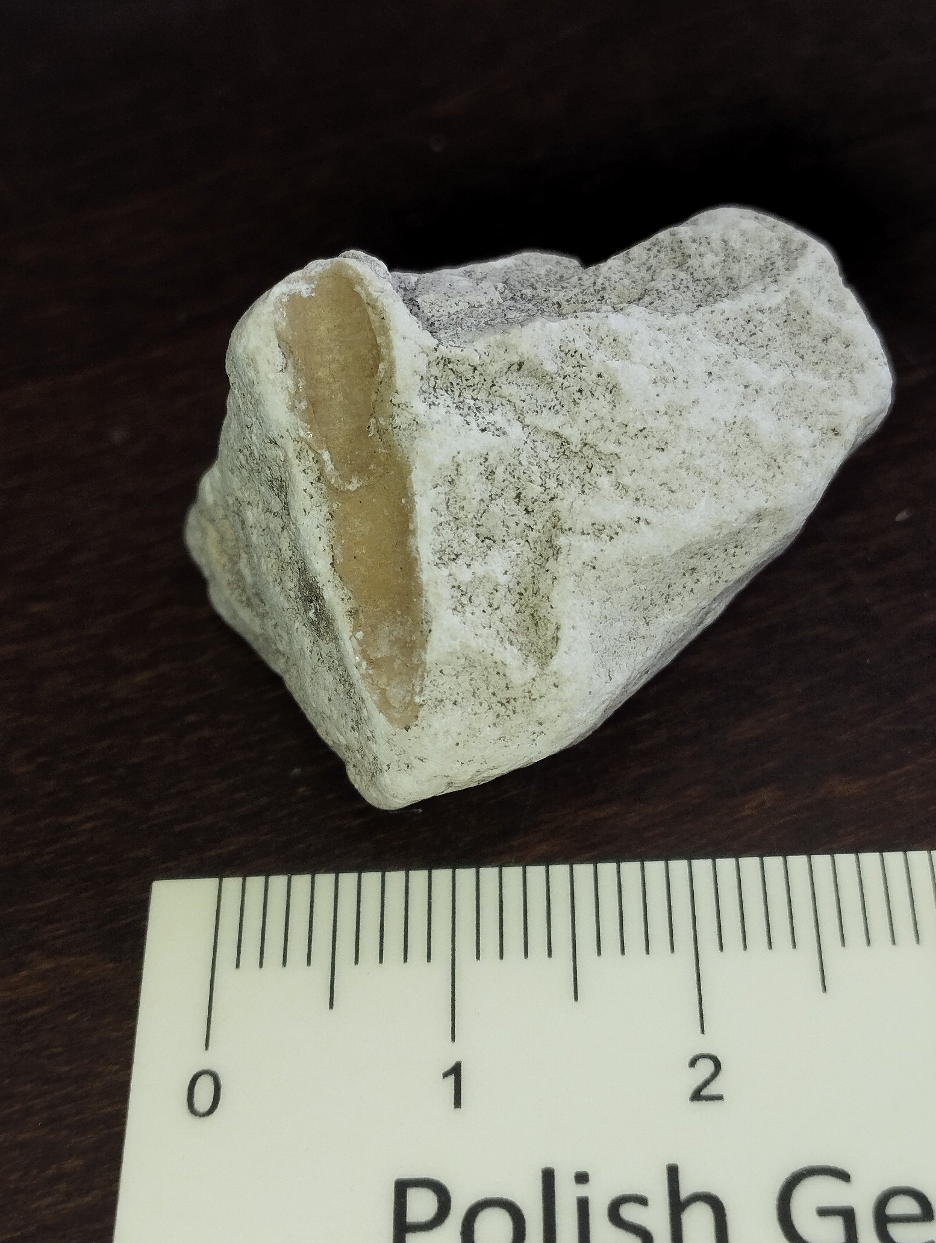 Sphenodus shark tooth? - Fossil ID - The Fossil Forum
