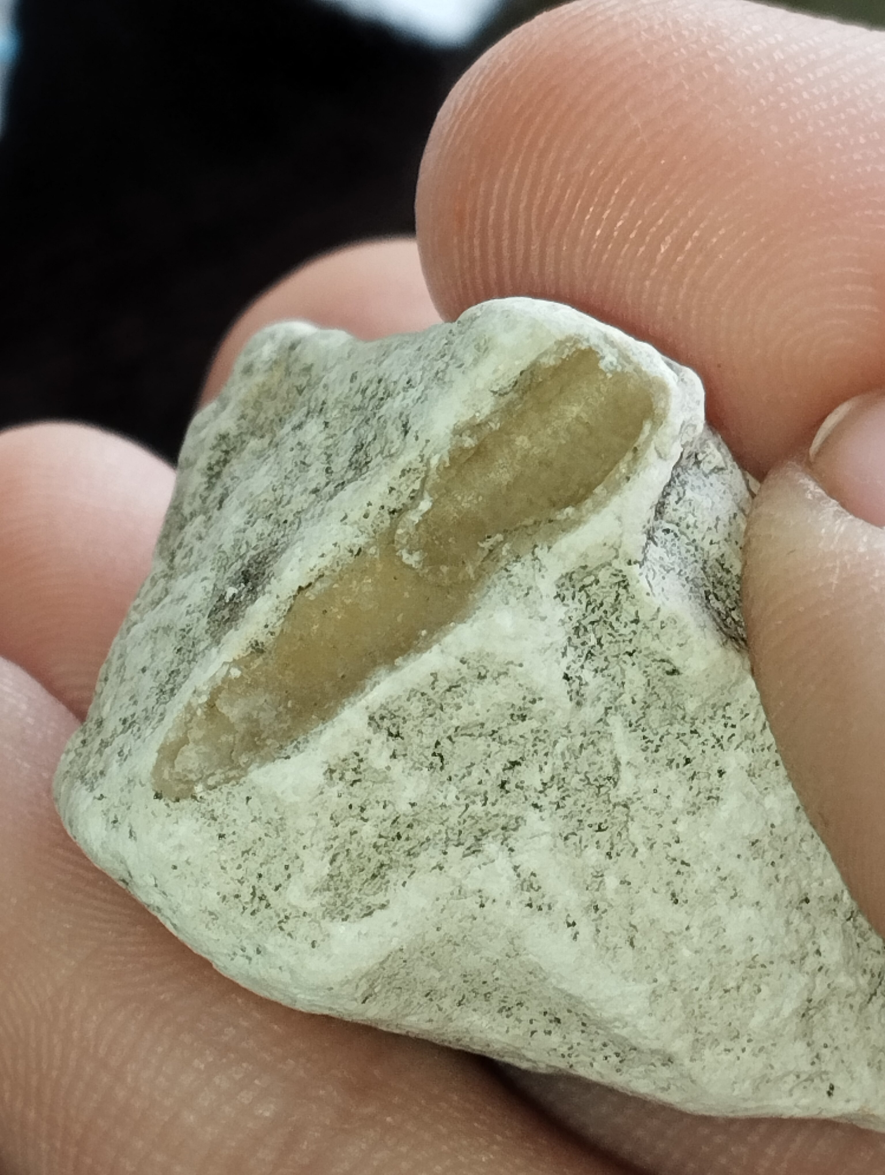 Sphenodus shark tooth? - Fossil ID - The Fossil Forum