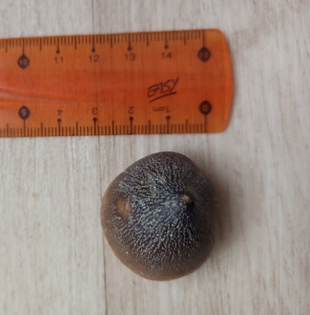 Globidens tooth? - Fossil ID - The Fossil Forum