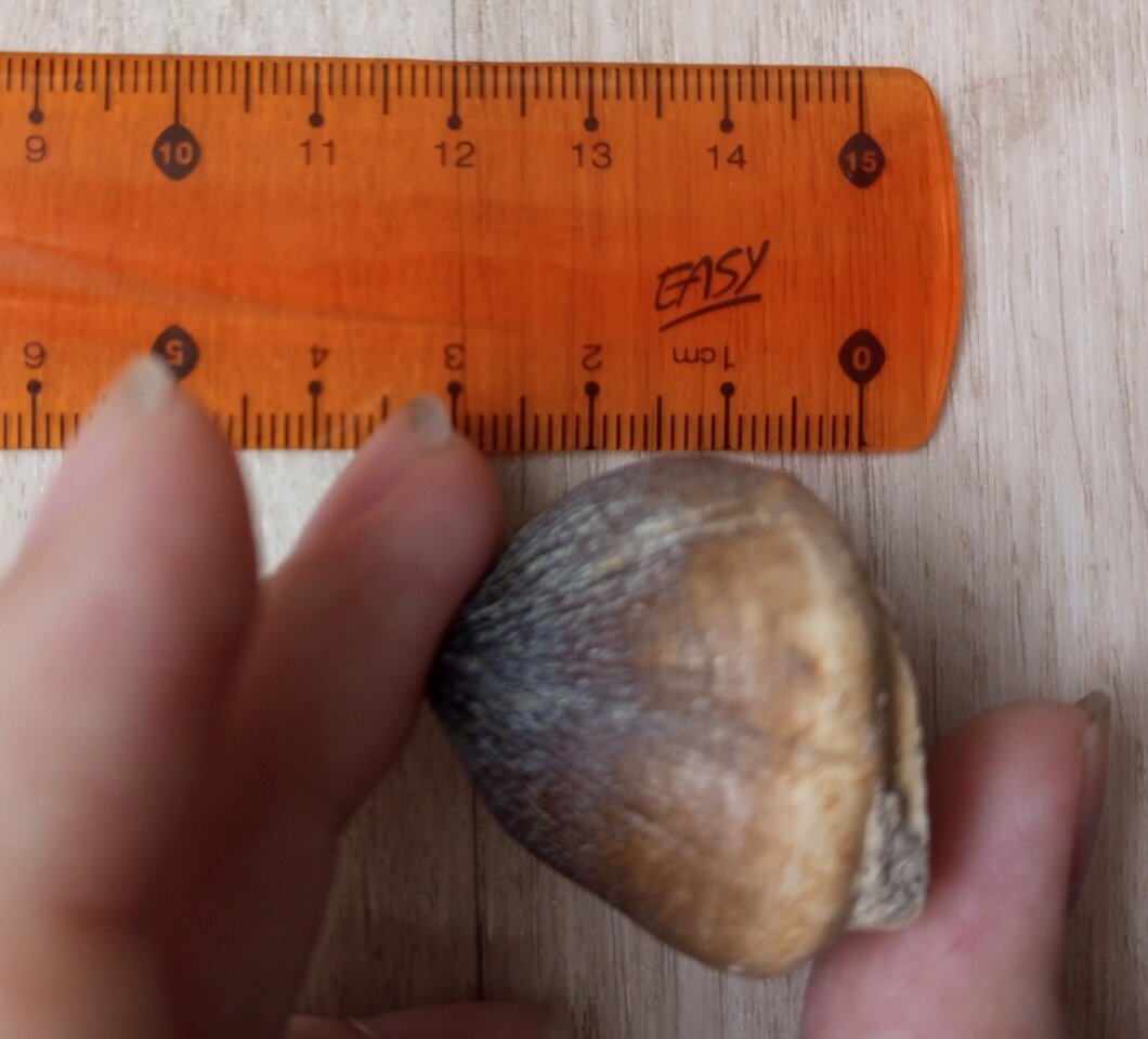 Globidens tooth? - Fossil ID - The Fossil Forum