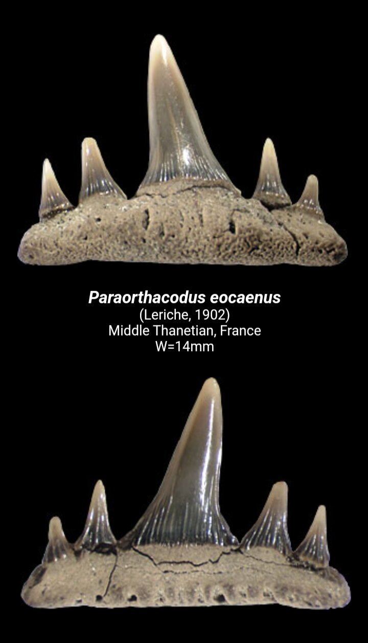 Texas Paleozoic Shark/Chondrichthyan Tooth ID request - Fossil ID - The ...