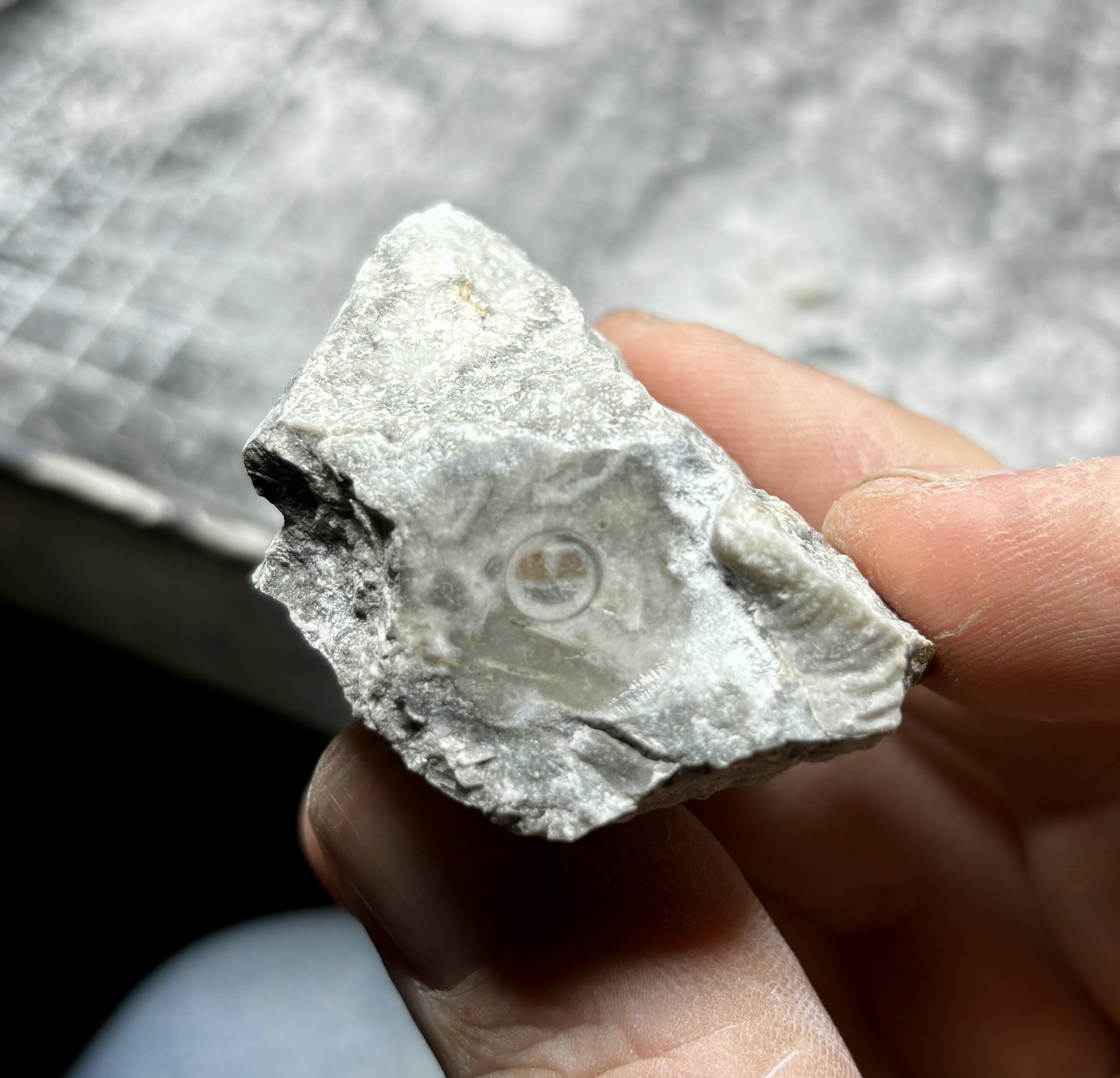 Pumpkin head! Fossil. - General Fossil Discussion - The Fossil Forum