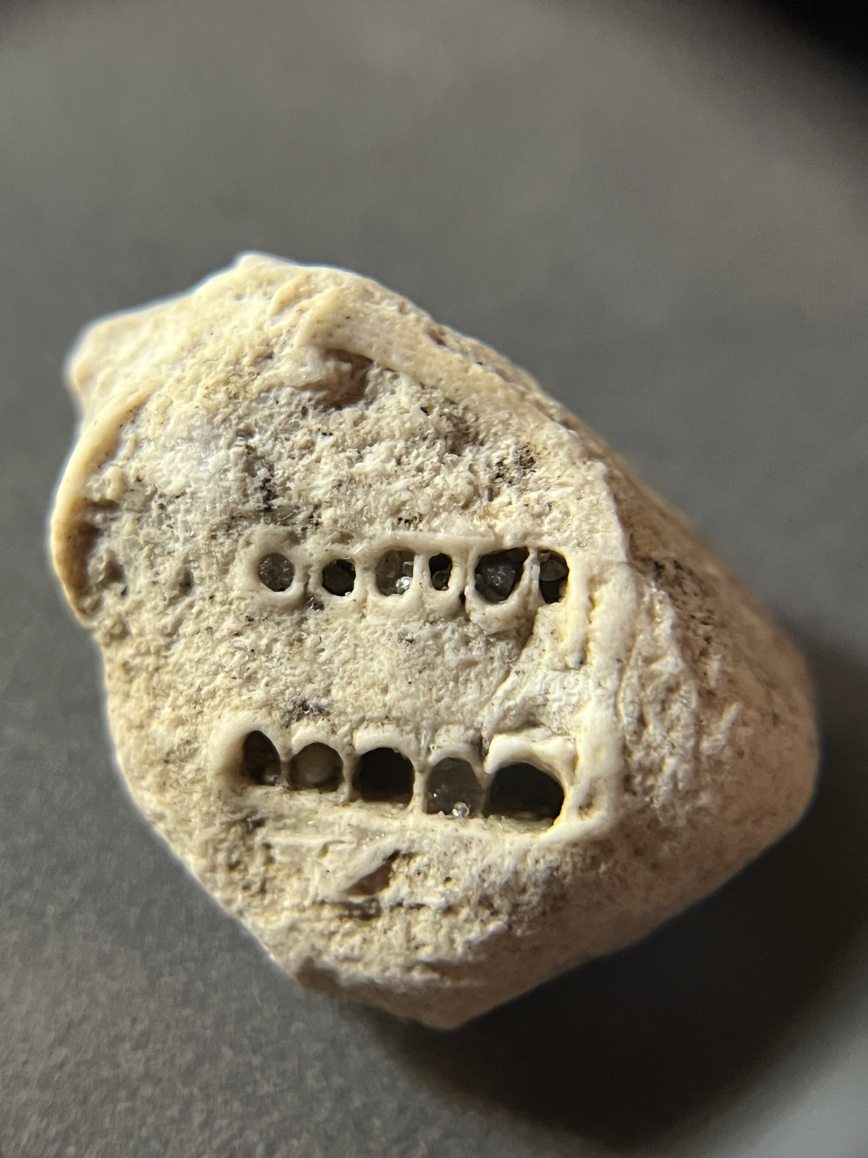 Crinoid Cross Section? - Fossil ID - The Fossil Forum