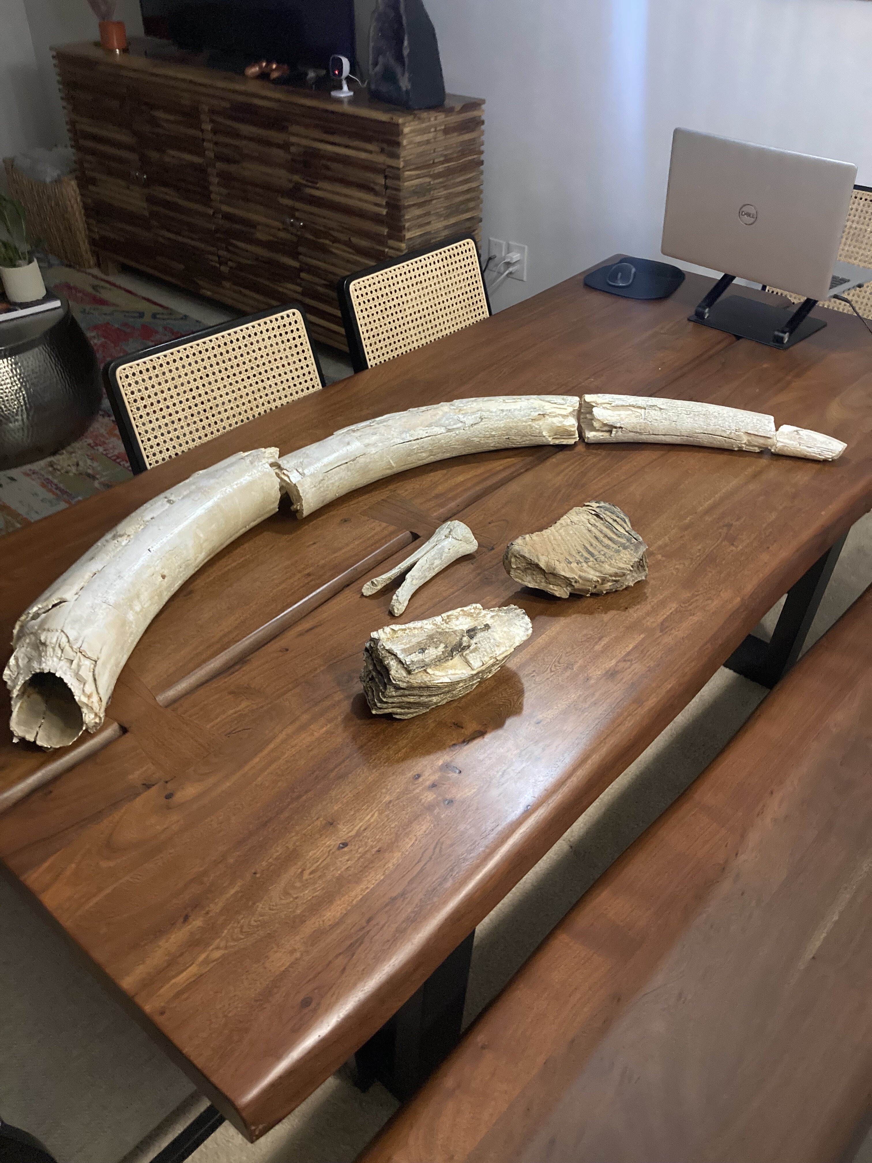Mammoth Tusk Reconstruction advice - Fossil Preparation - The Fossil Forum