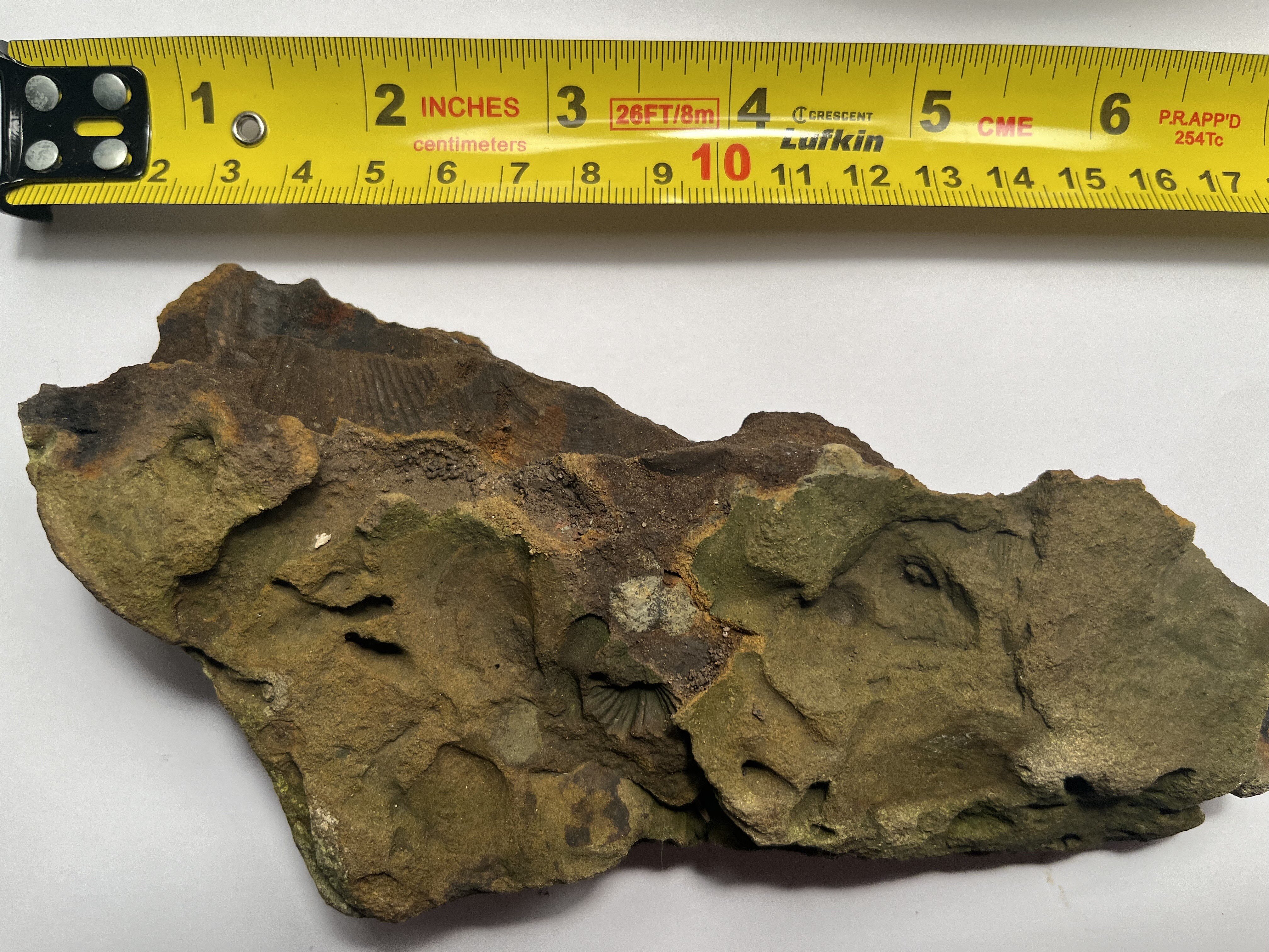 Burlington, Ontario - Fossil ID - The Fossil Forum