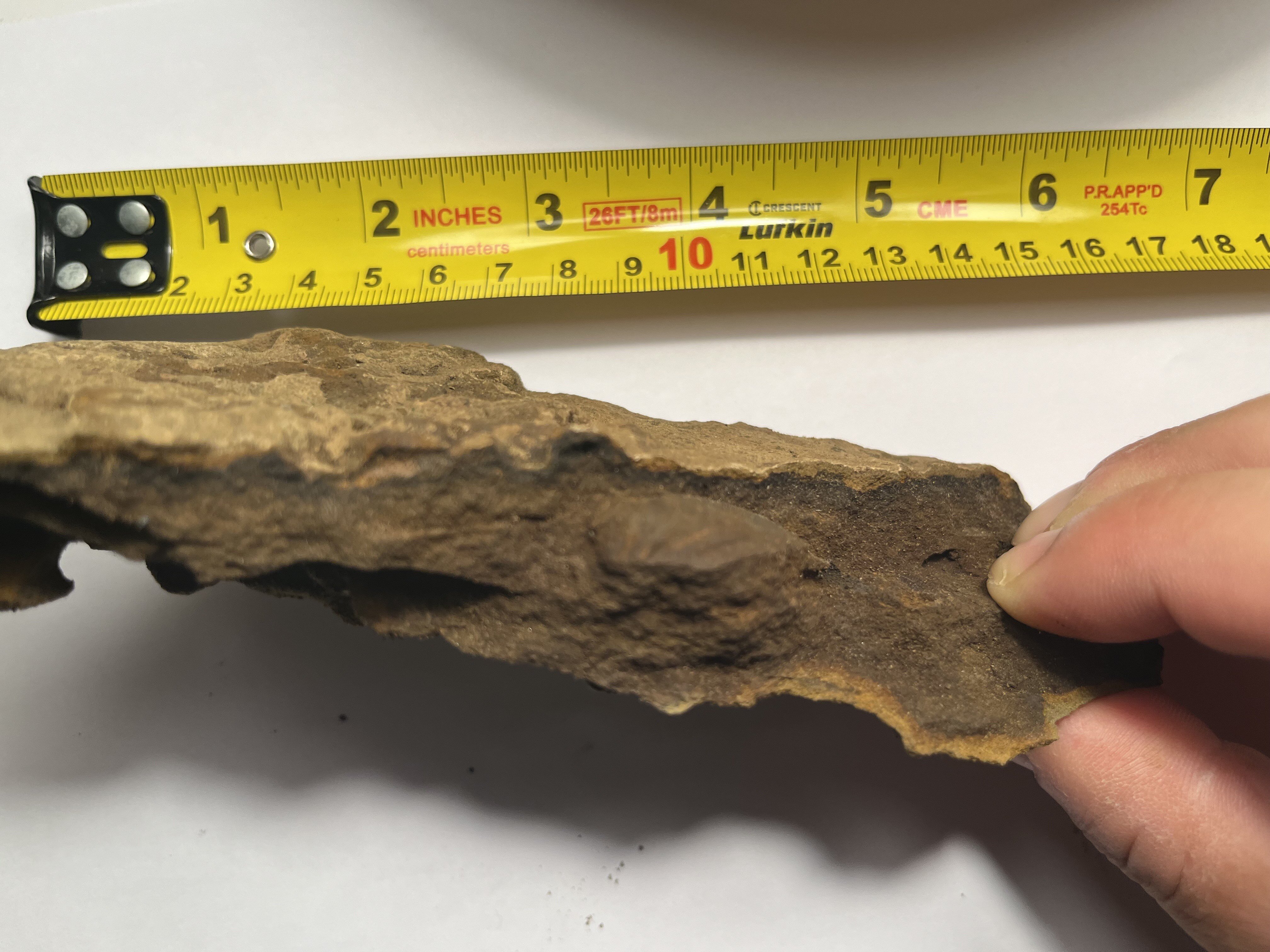 Burlington, Ontario - Fossil ID - The Fossil Forum