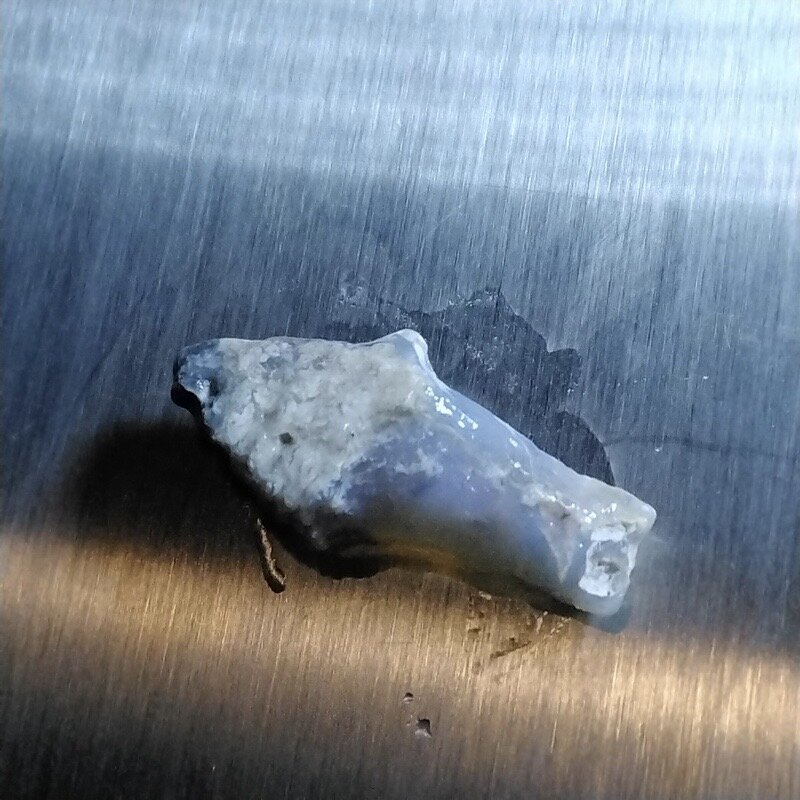 Opalised Dinosaur Tooth Fossil - Fossil ID - The Fossil Forum