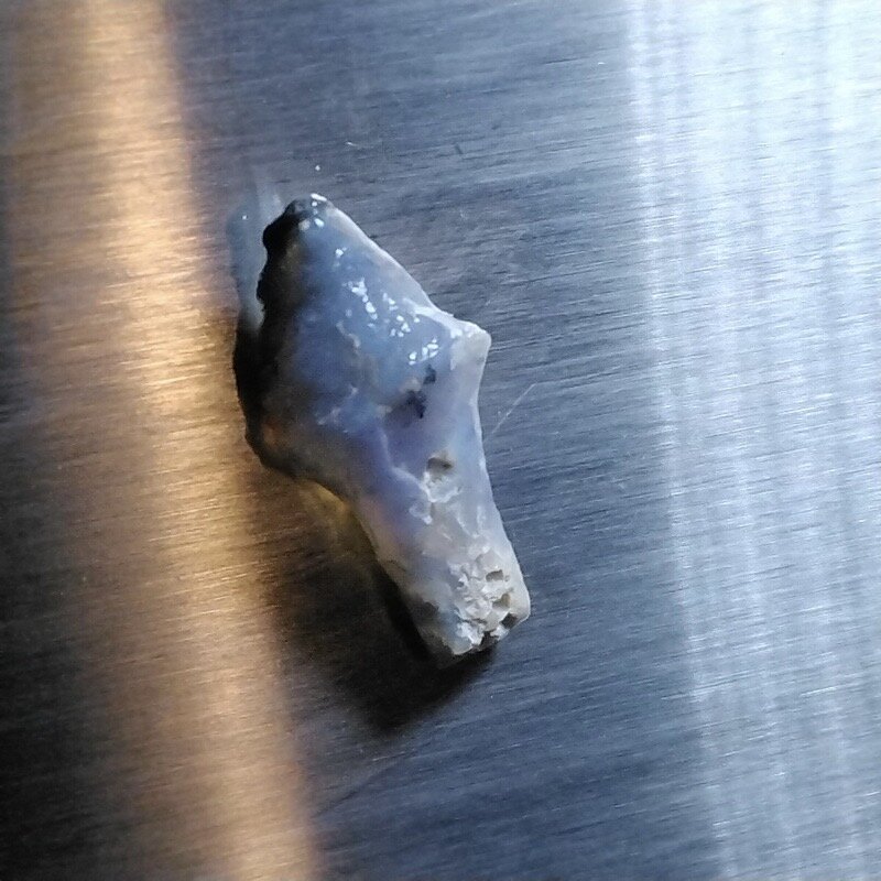 Opalised Dinosaur Tooth Fossil - Fossil ID - The Fossil Forum
