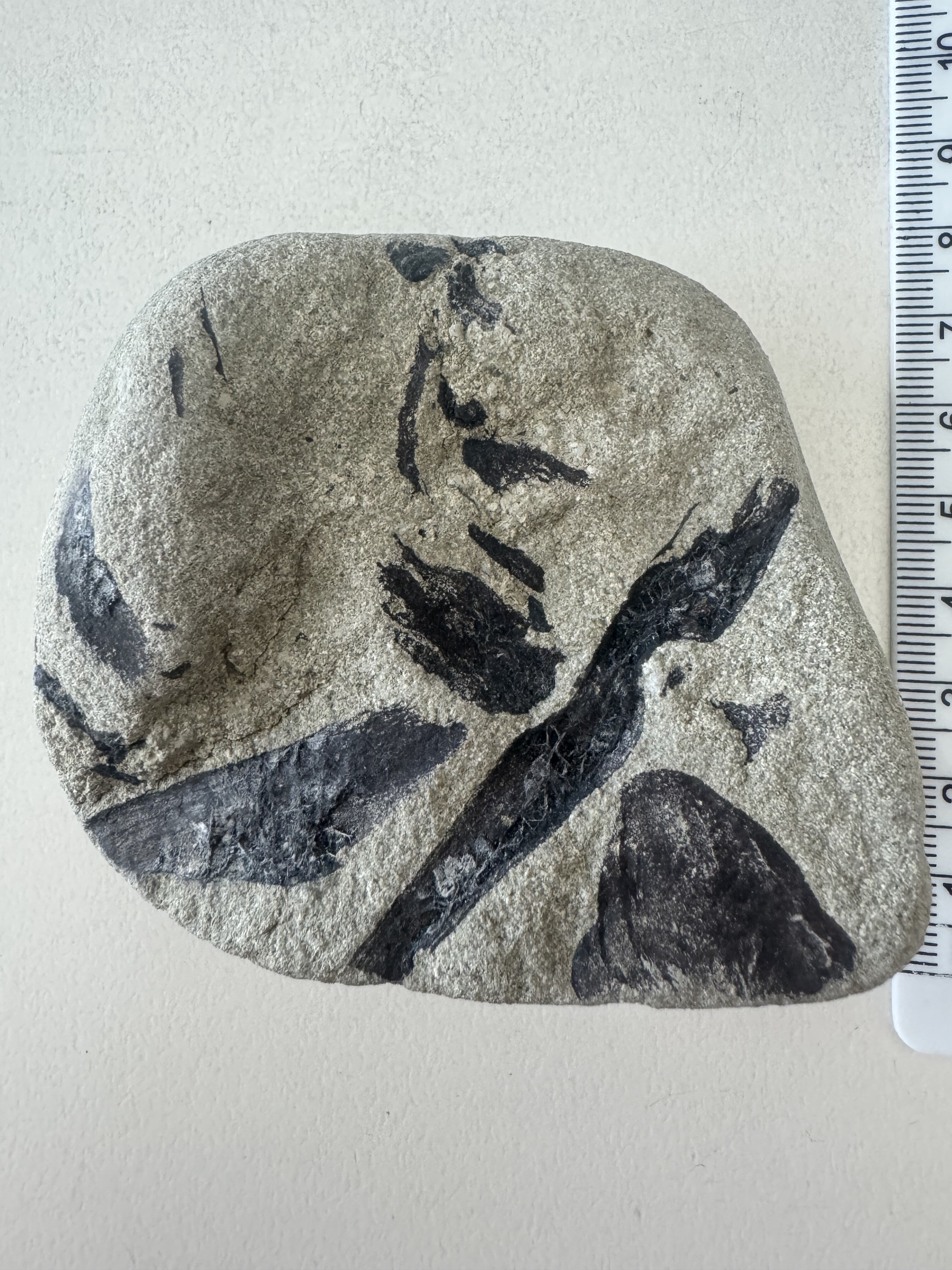 Seaweed fossil in sandstone, found in Phillip island, Victoria - Fossil ...