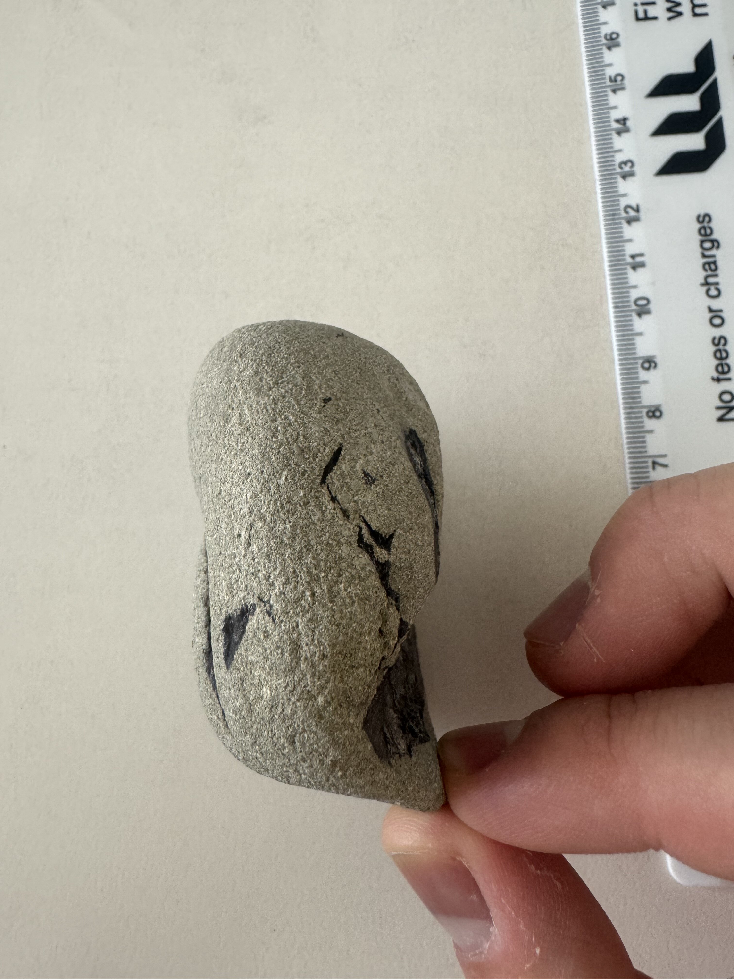 Seaweed fossil in sandstone, found in Phillip island, Victoria - Fossil ...