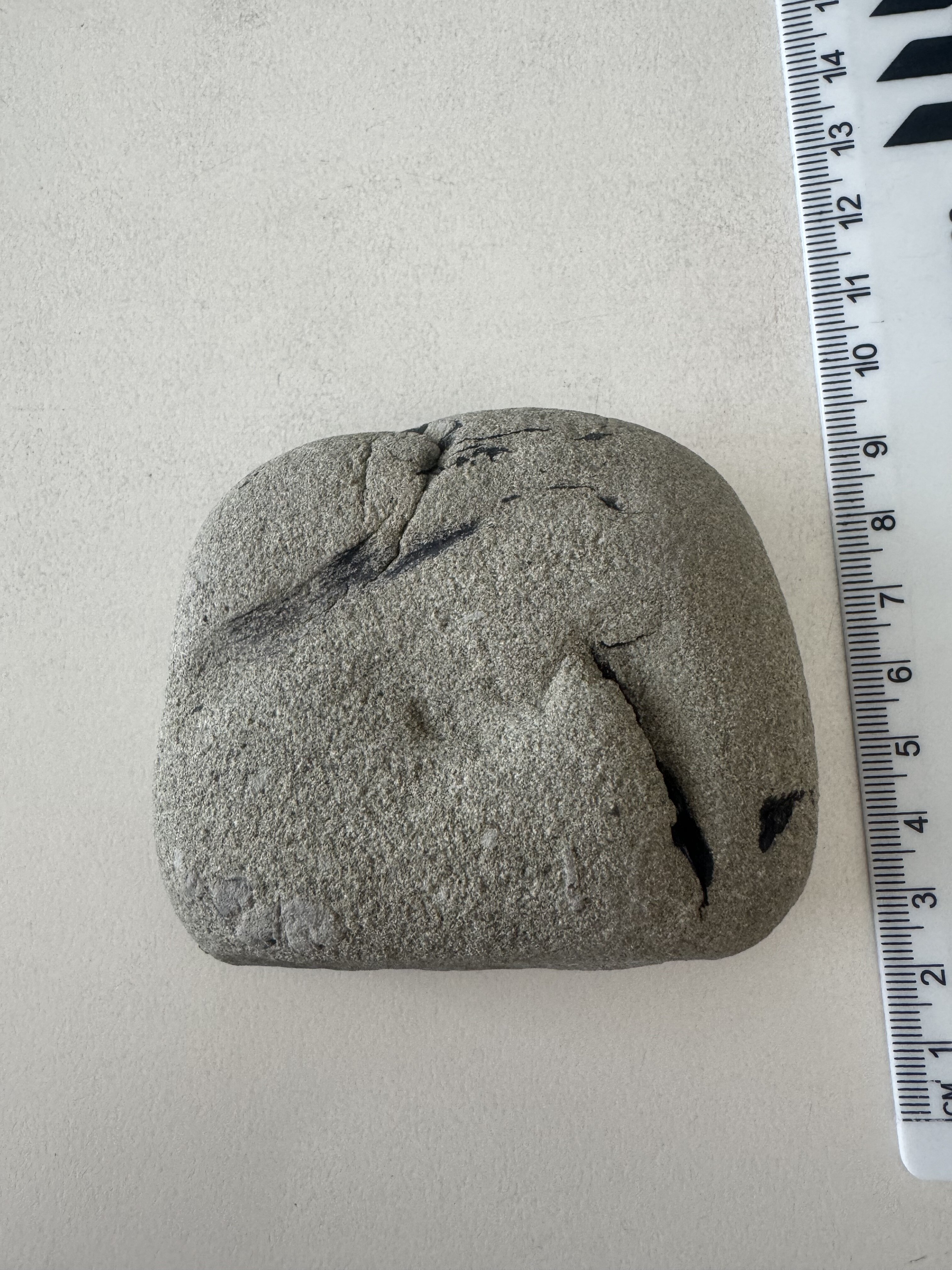 Seaweed fossil in sandstone, found in Phillip island, Victoria - Fossil ...
