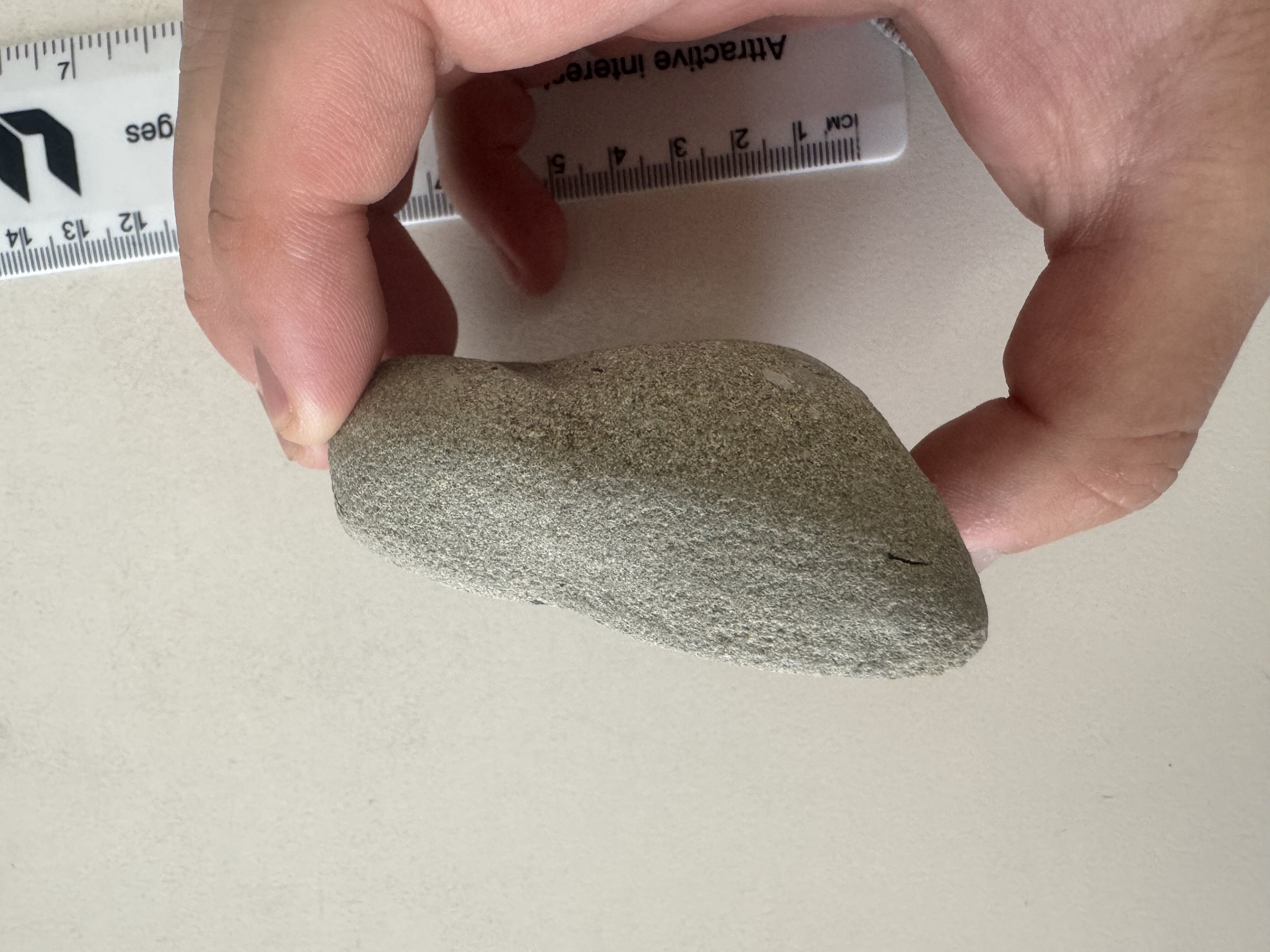 Seaweed fossil in sandstone, found in Phillip island, Victoria - Fossil ...
