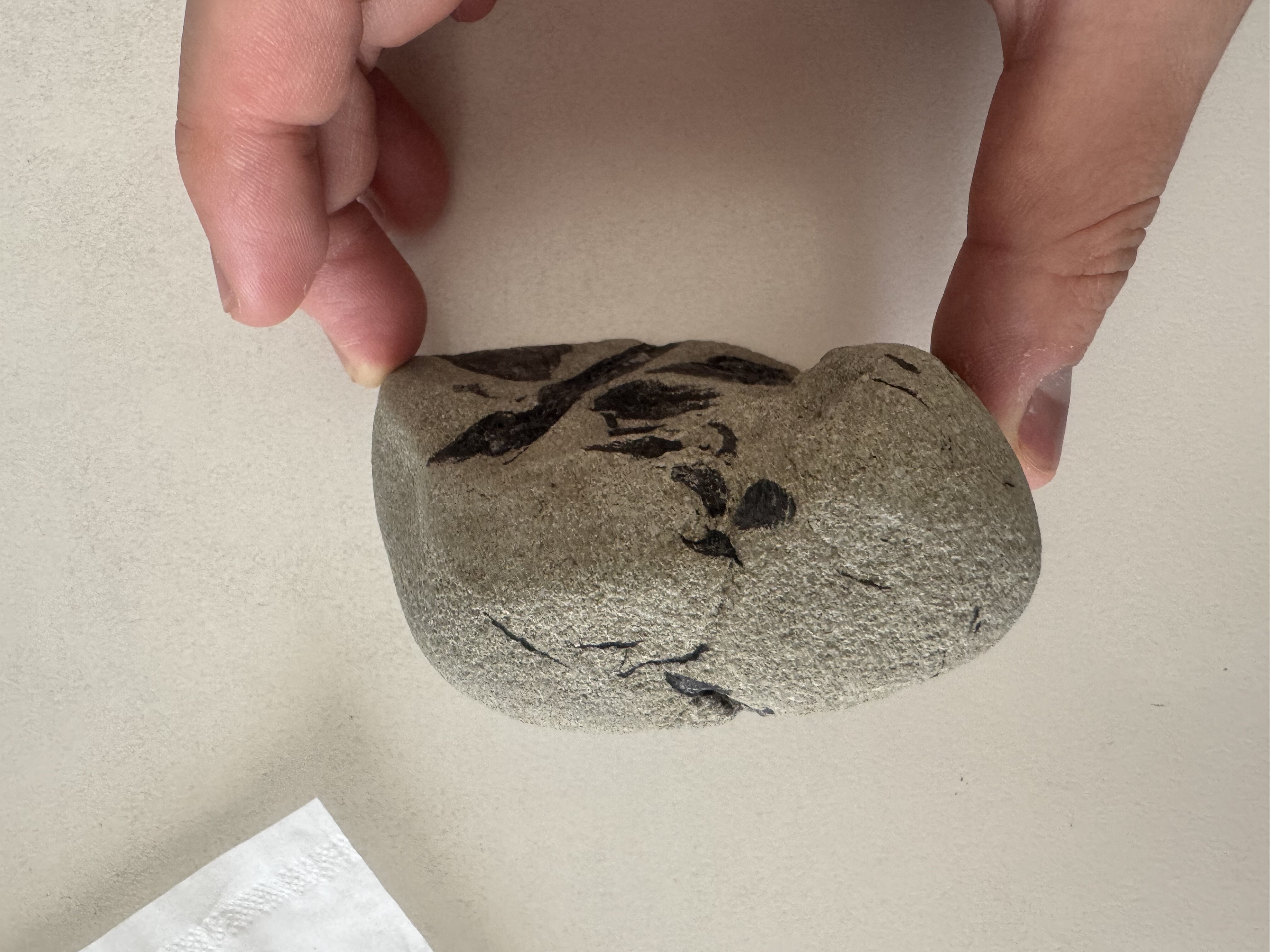 Seaweed fossil in sandstone, found in Phillip island, Victoria - Fossil ...
