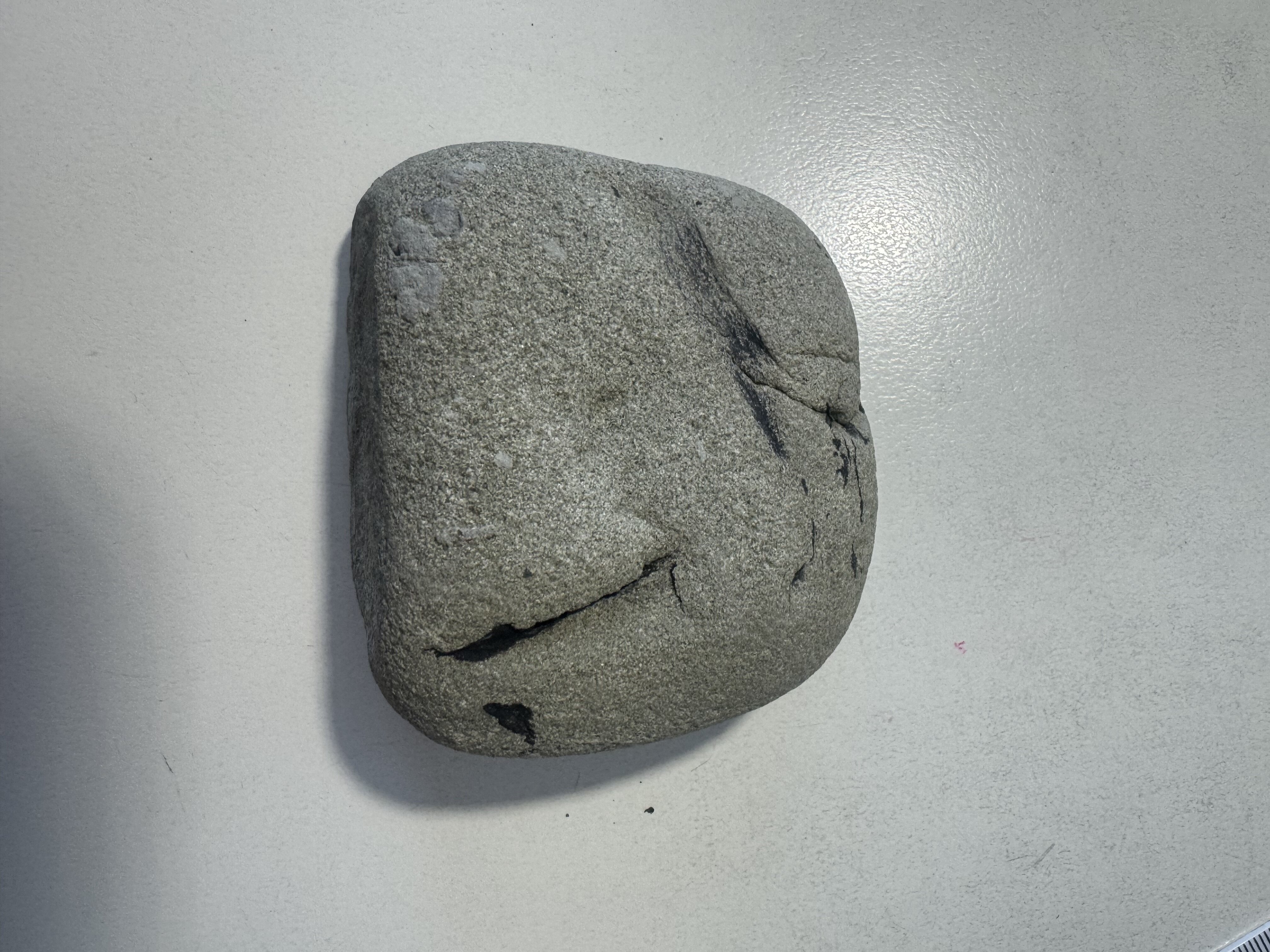 Seaweed fossil in sandstone, found in Phillip island, Victoria - Fossil ...
