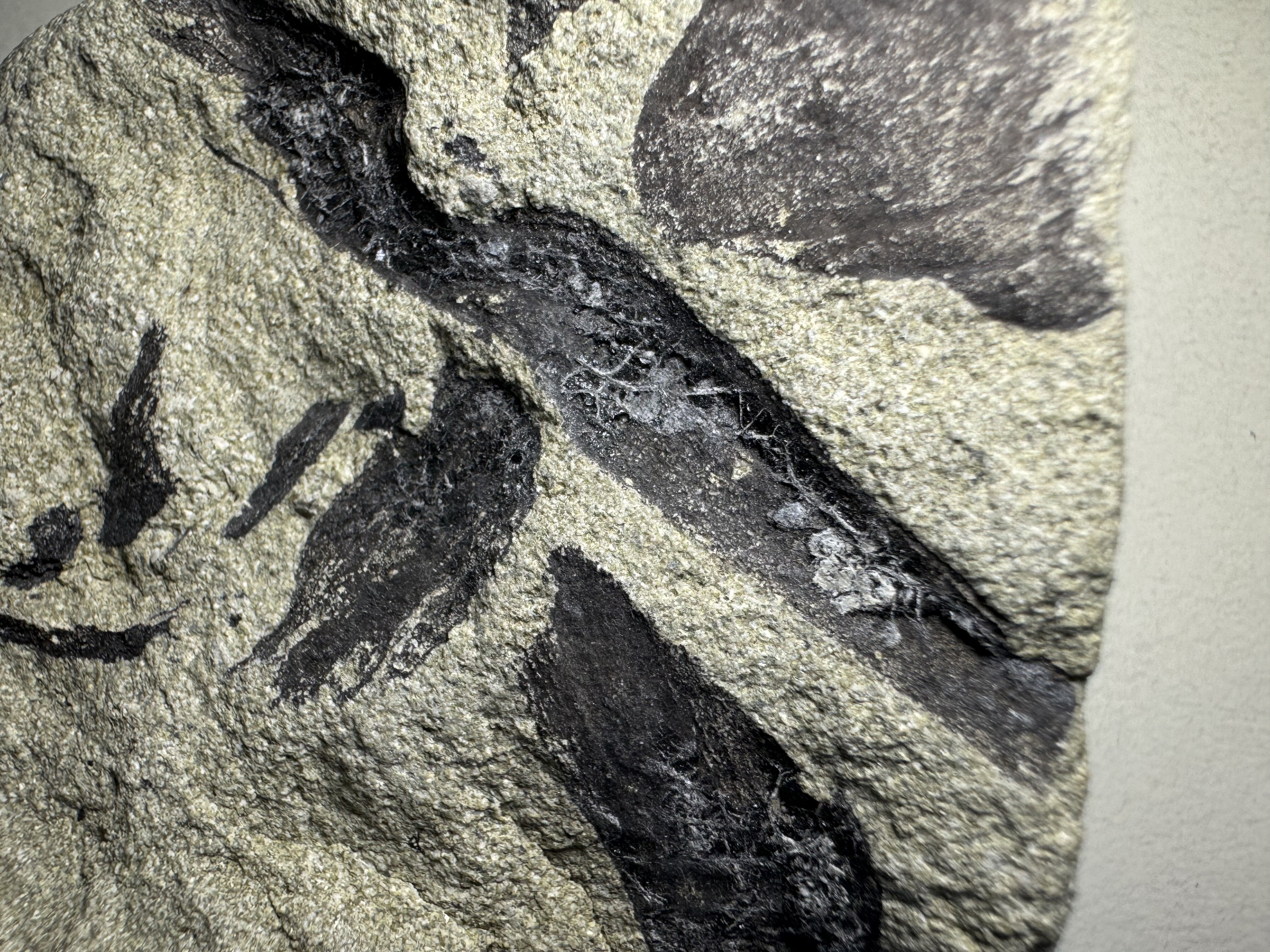 Seaweed fossil in sandstone, found in Phillip island, Victoria - Fossil ...