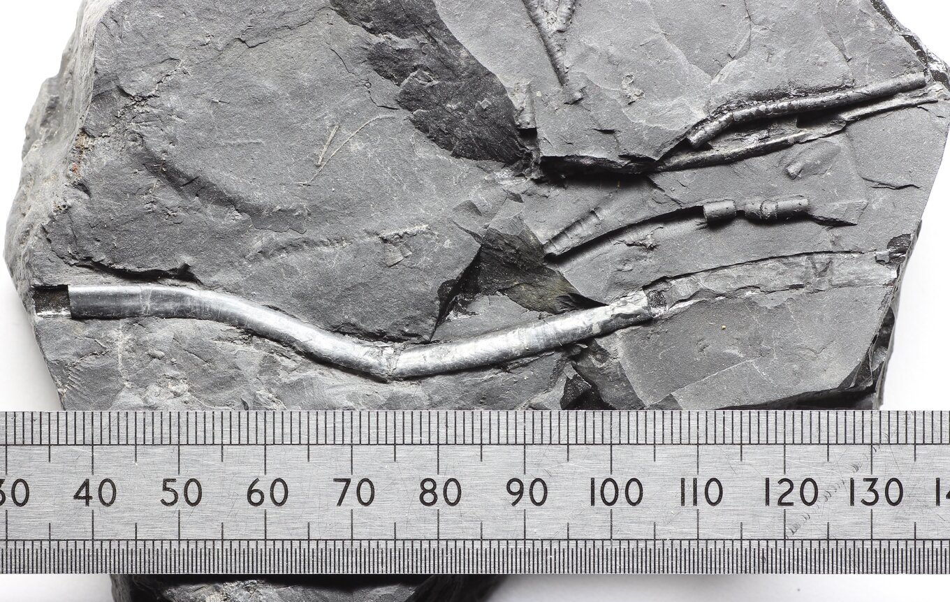 Strange dark lines , trace fossils ? - Fossil ID - The Fossil Forum