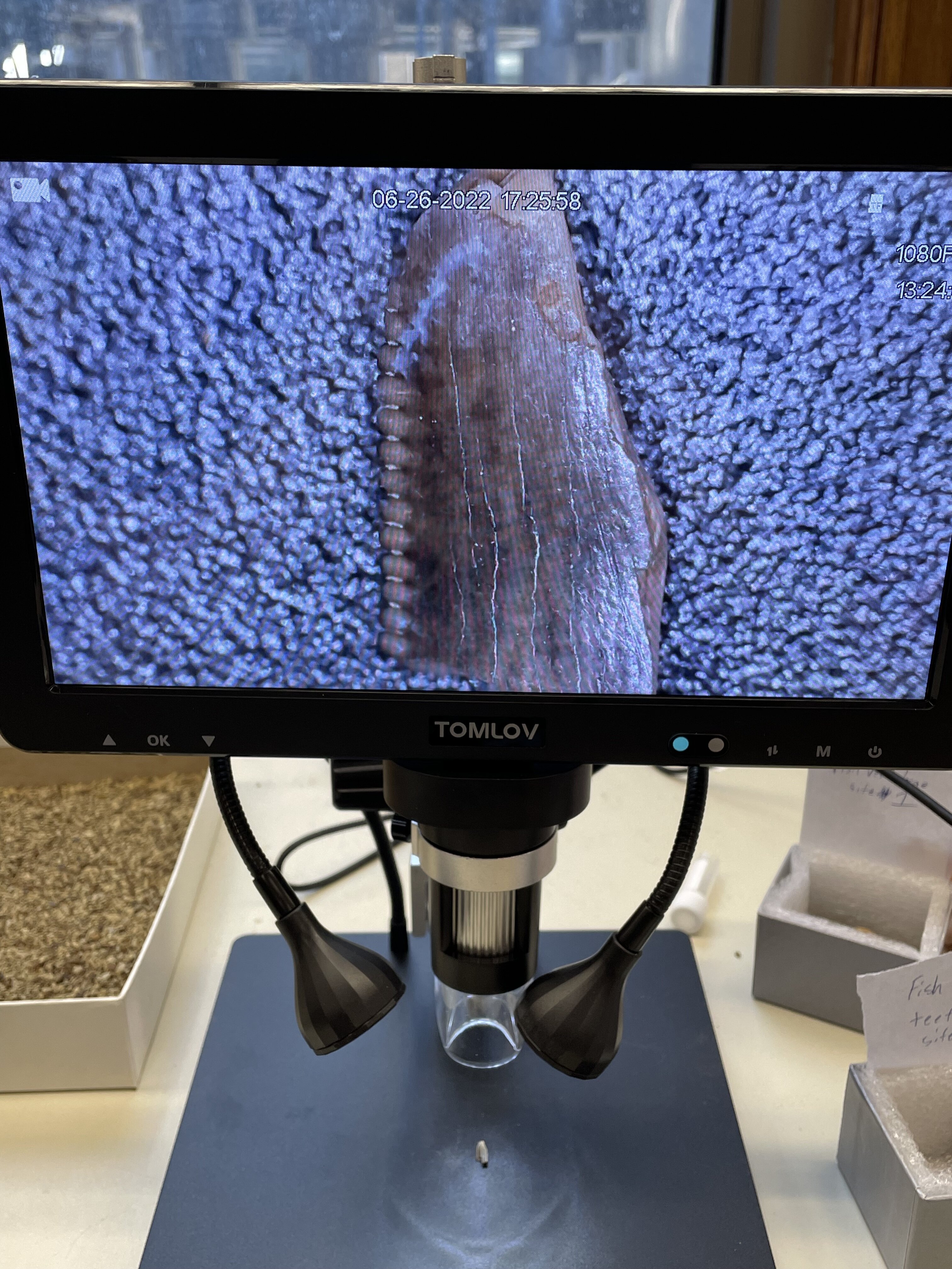 Recent Cretaceous microfossil sorting at the Field Museum of Natural ...