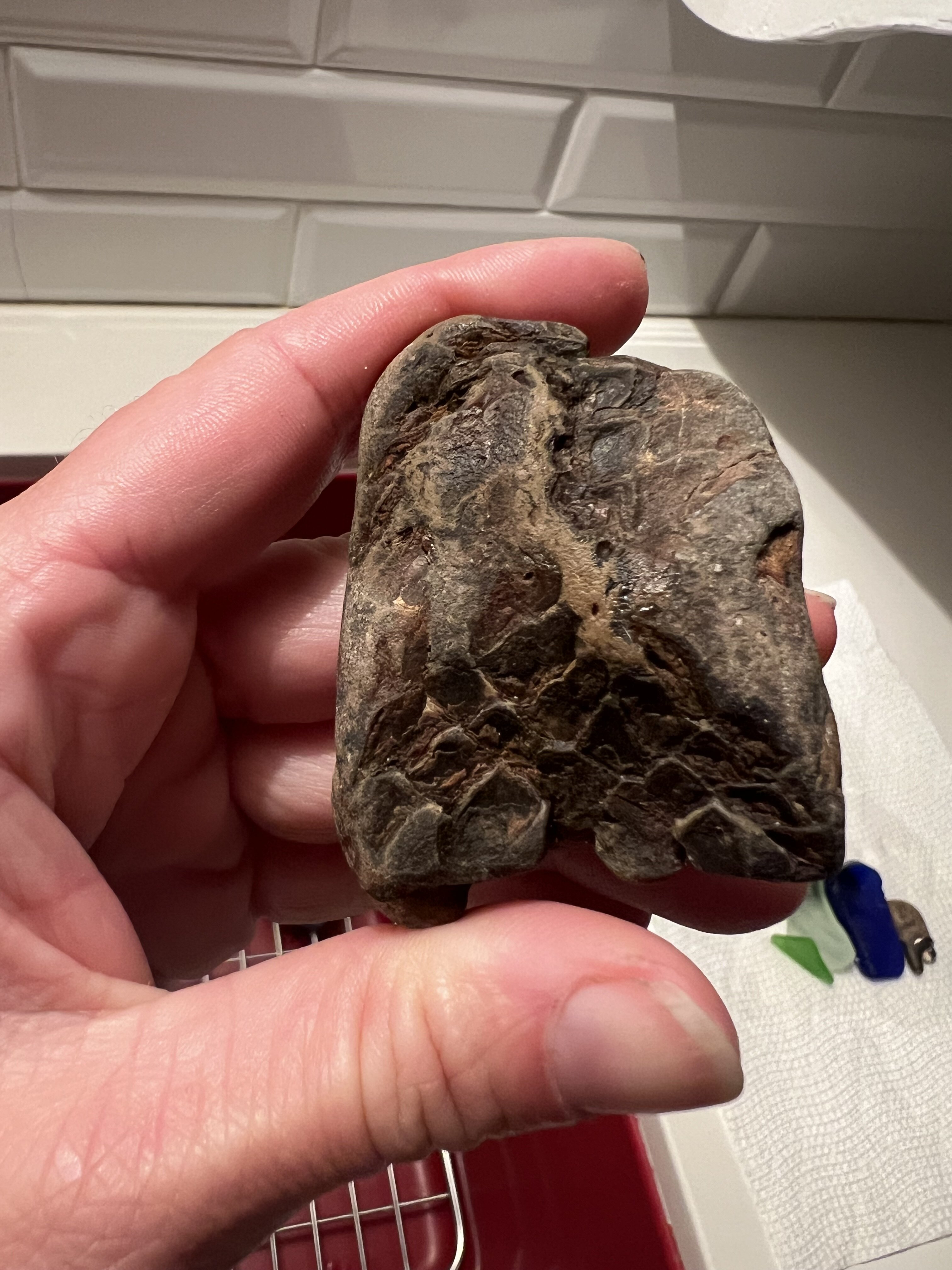 Vertebrae ? - Fossil ID - The Fossil Forum