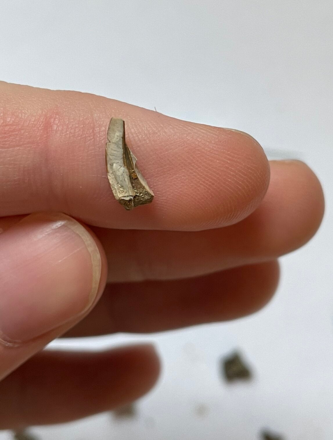 Recent Cretaceous microfossil sorting at the Field Museum of Natural ...