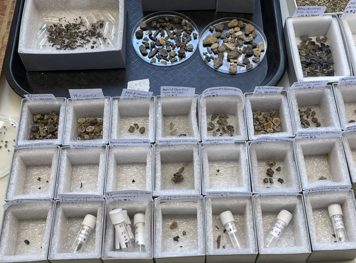 Recent Cretaceous microfossil sorting at the Field Museum of Natural ...