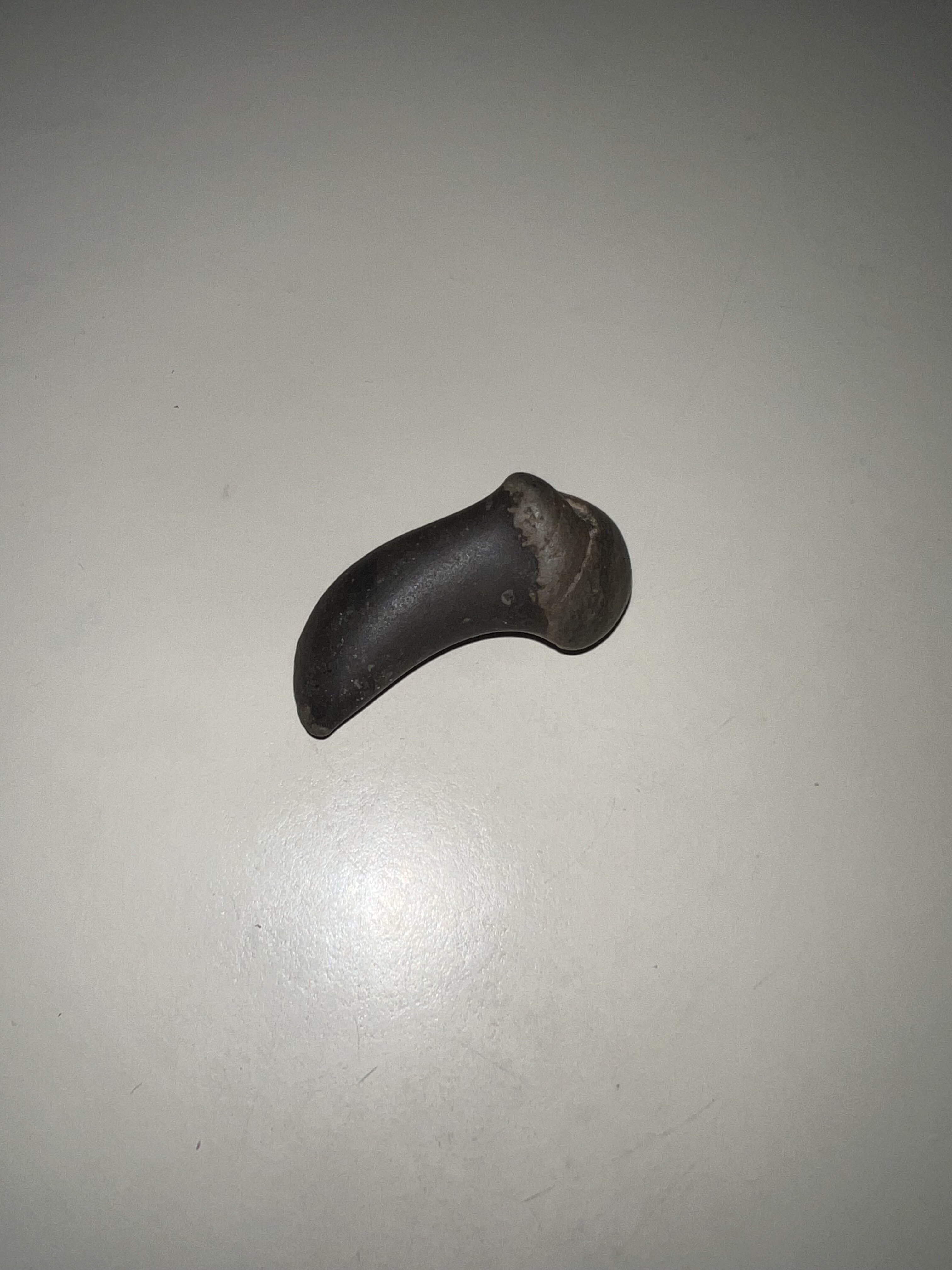 Needing help identifying this one - Fossil ID - The Fossil Forum