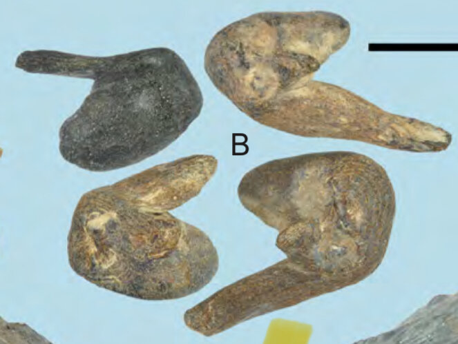 Tillybone? Something periotic? - Fossil ID - The Fossil Forum
