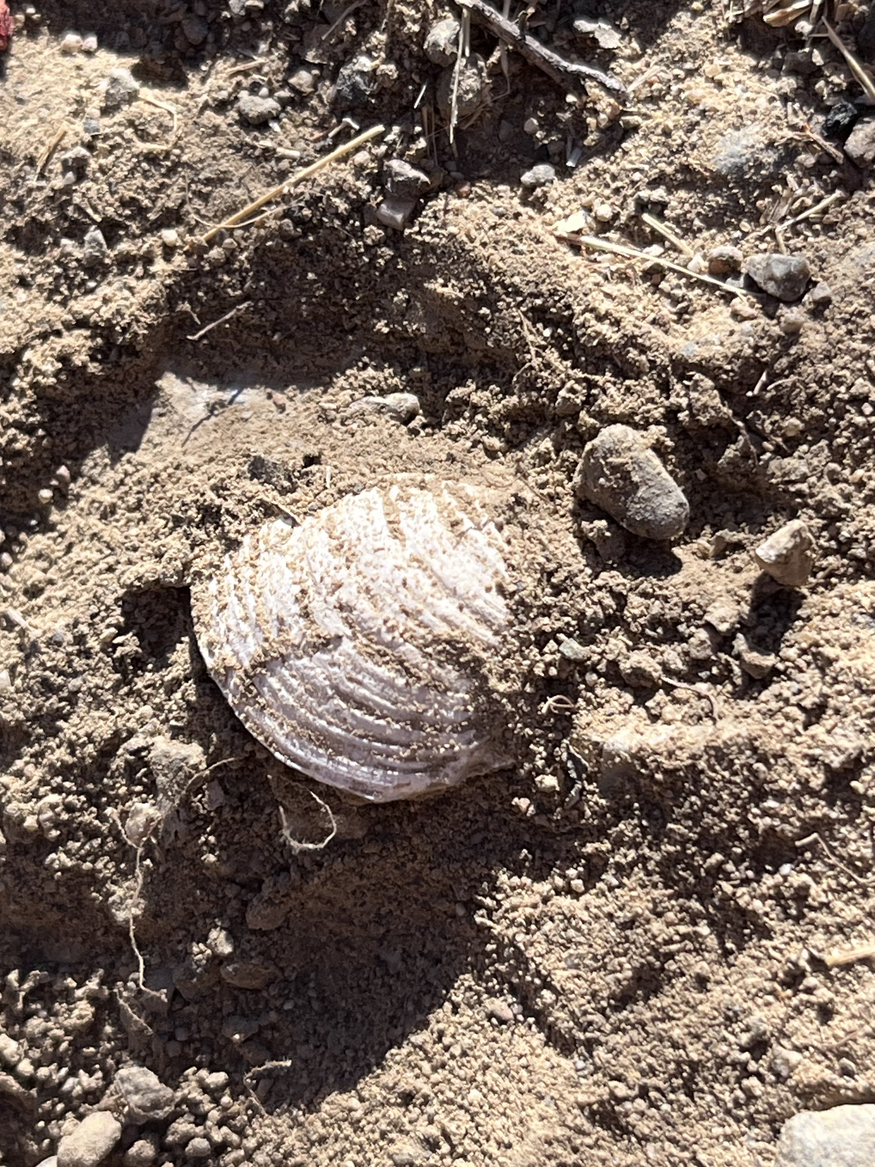 How to tell, modern vs fossil shell? - Fossil ID - The Fossil Forum