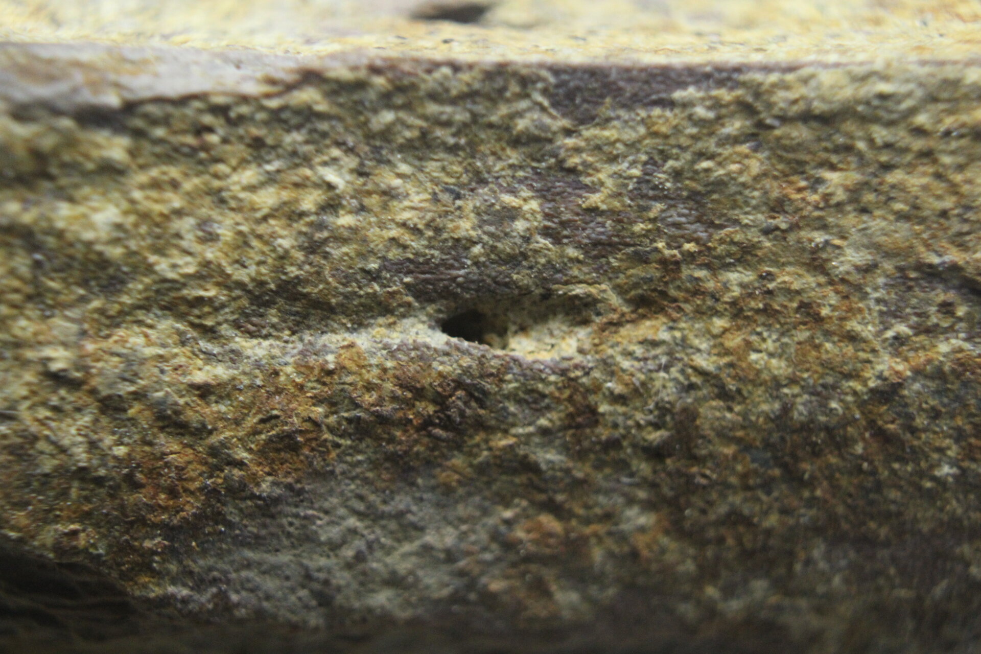 Shark fin spine? - Fossil ID - The Fossil Forum