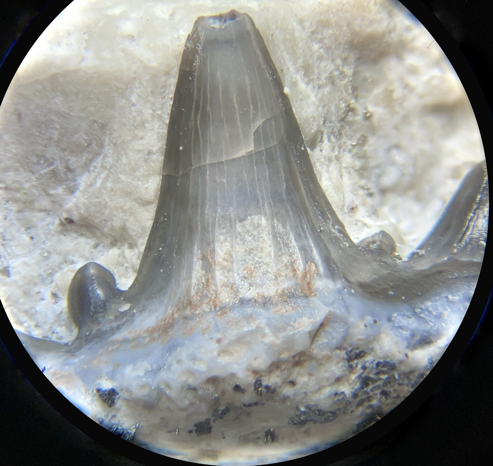 Texas Paleozoic Shark/Chondrichthyan Tooth ID request - Fossil ID - The ...