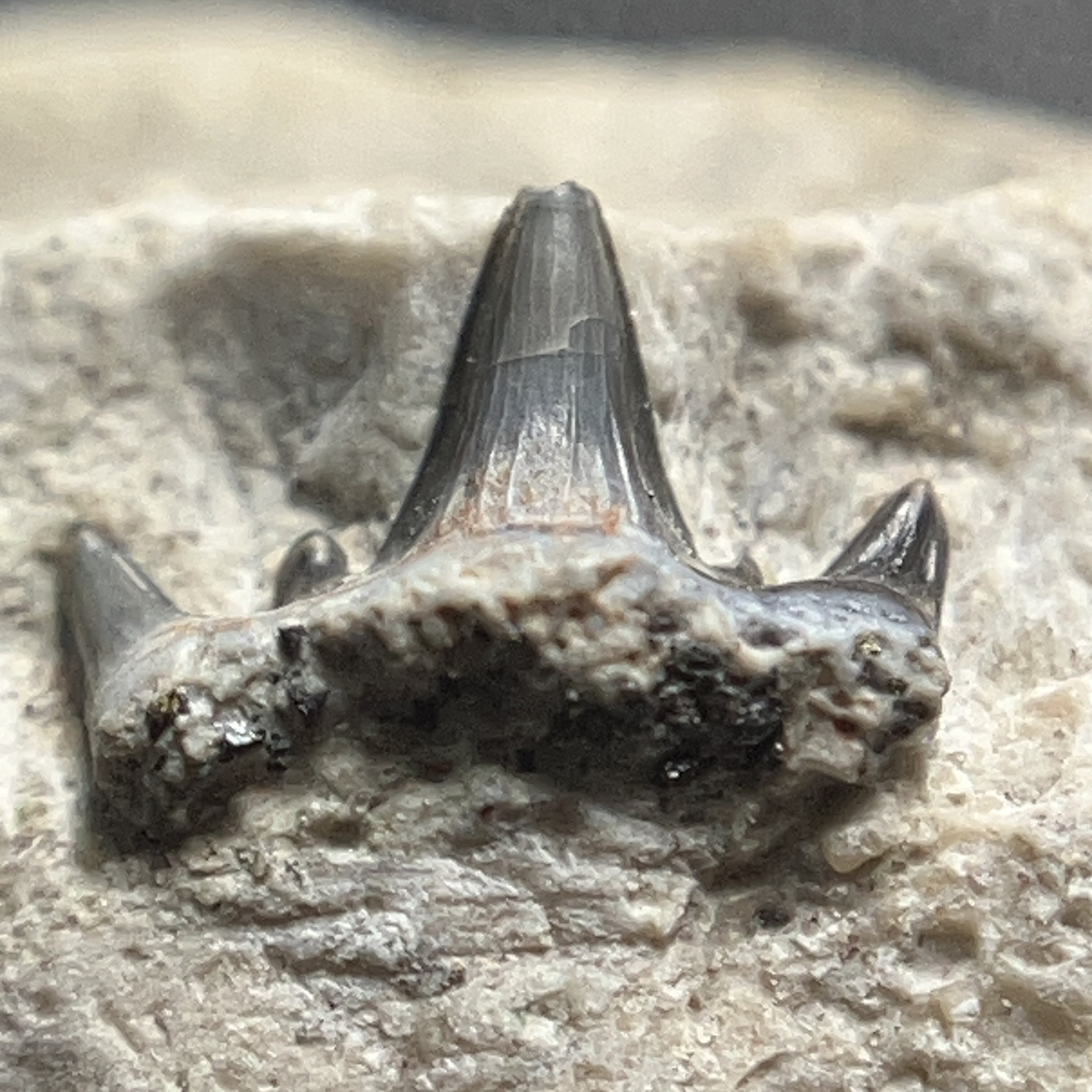 Texas Paleozoic Shark/Chondrichthyan Tooth ID request - Fossil ID - The ...