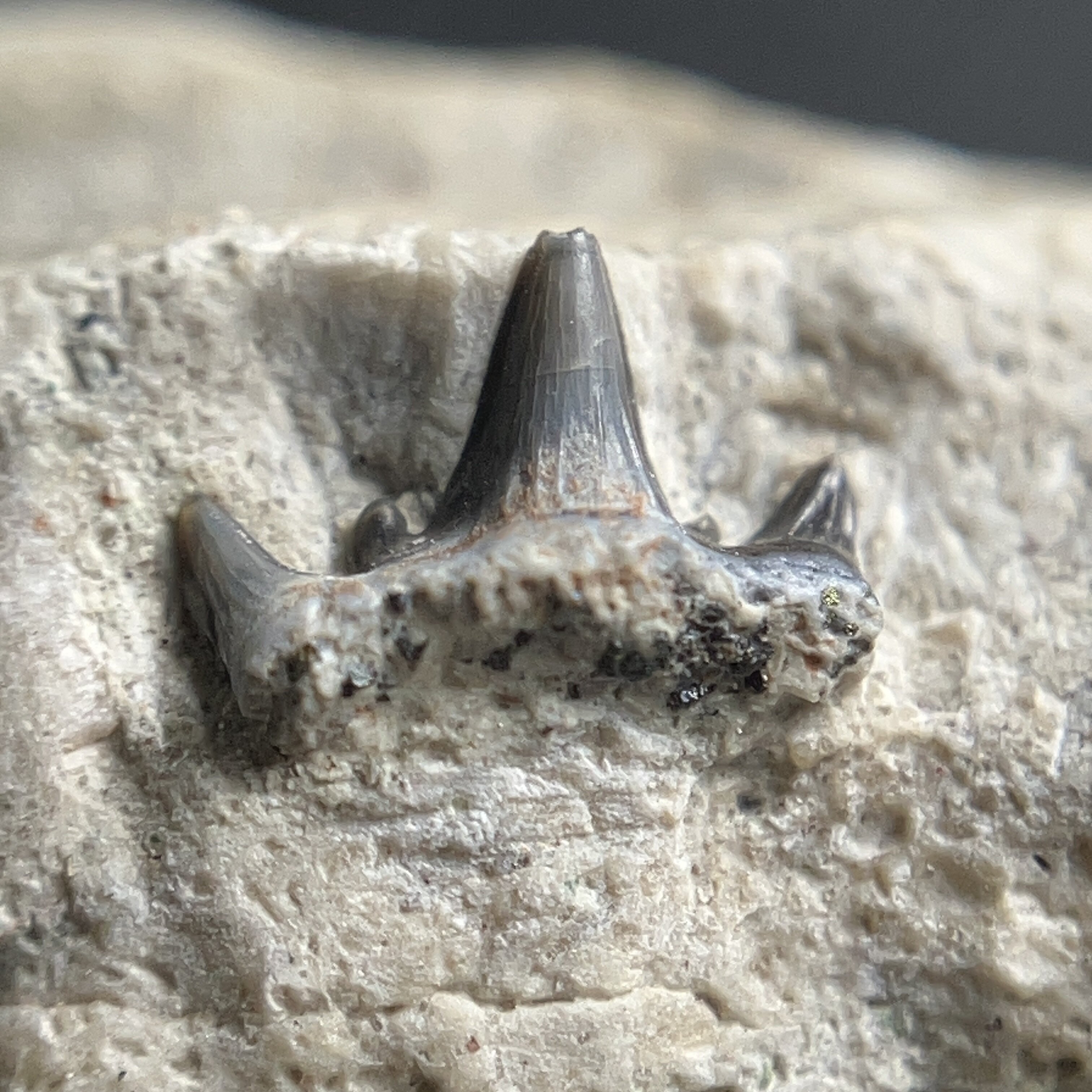 Texas Paleozoic Shark/Chondrichthyan Tooth ID request - Fossil ID - The ...