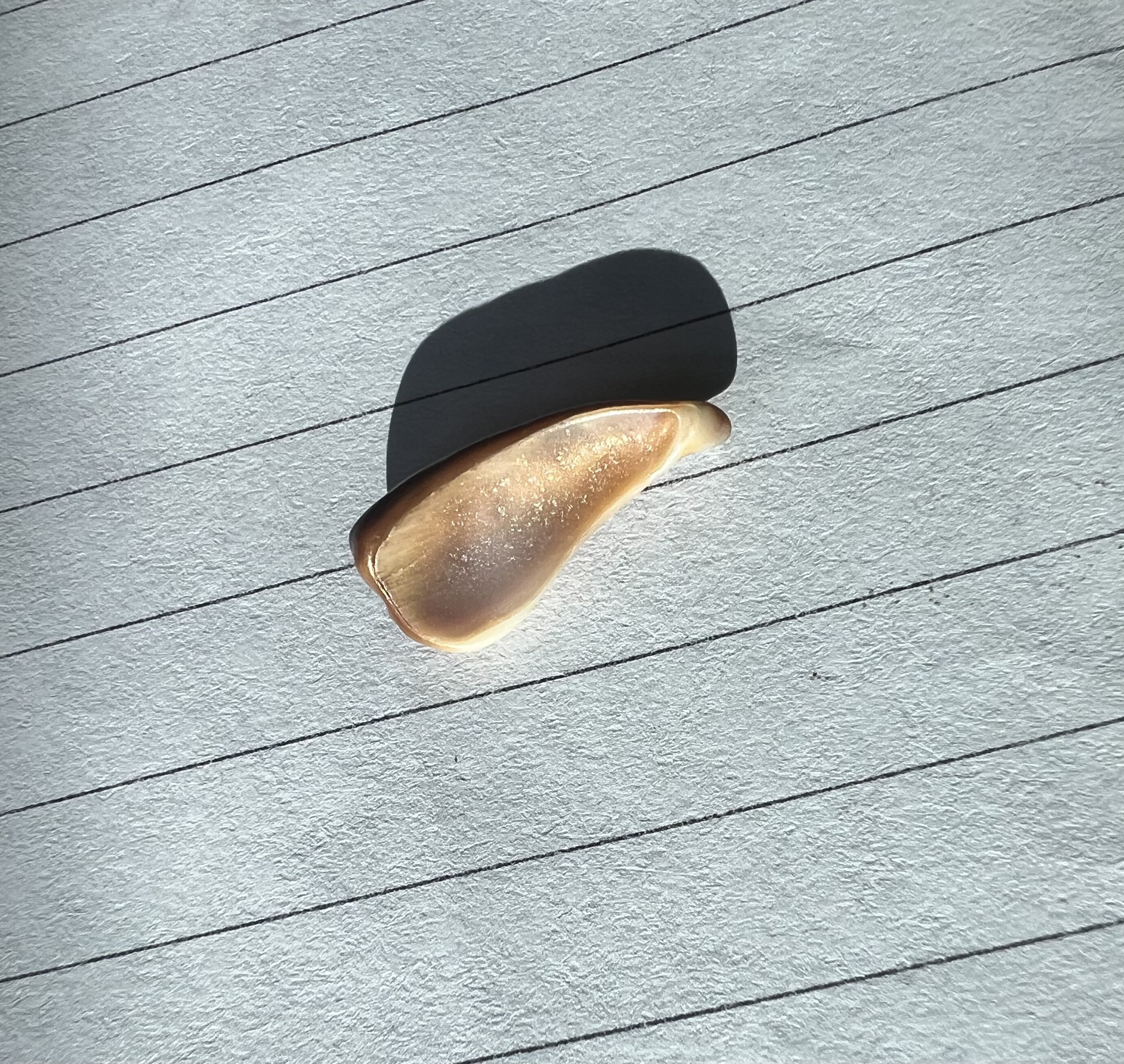 Is this a tooth? - Fossil ID - The Fossil Forum