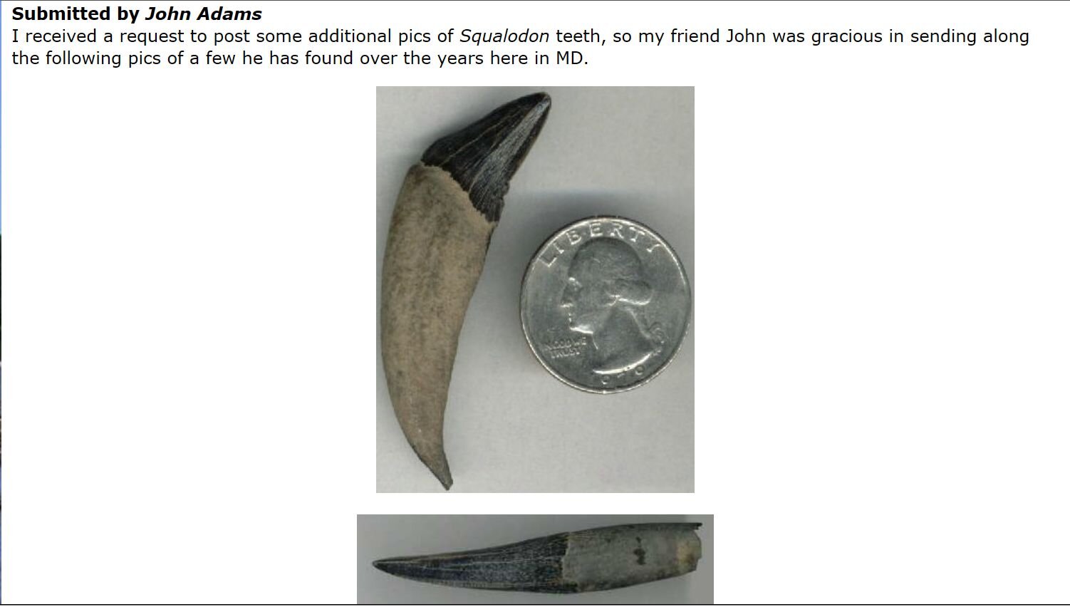 Pretty sure this is a Squalodon calvertensis incisor, but.... - Fossil ...