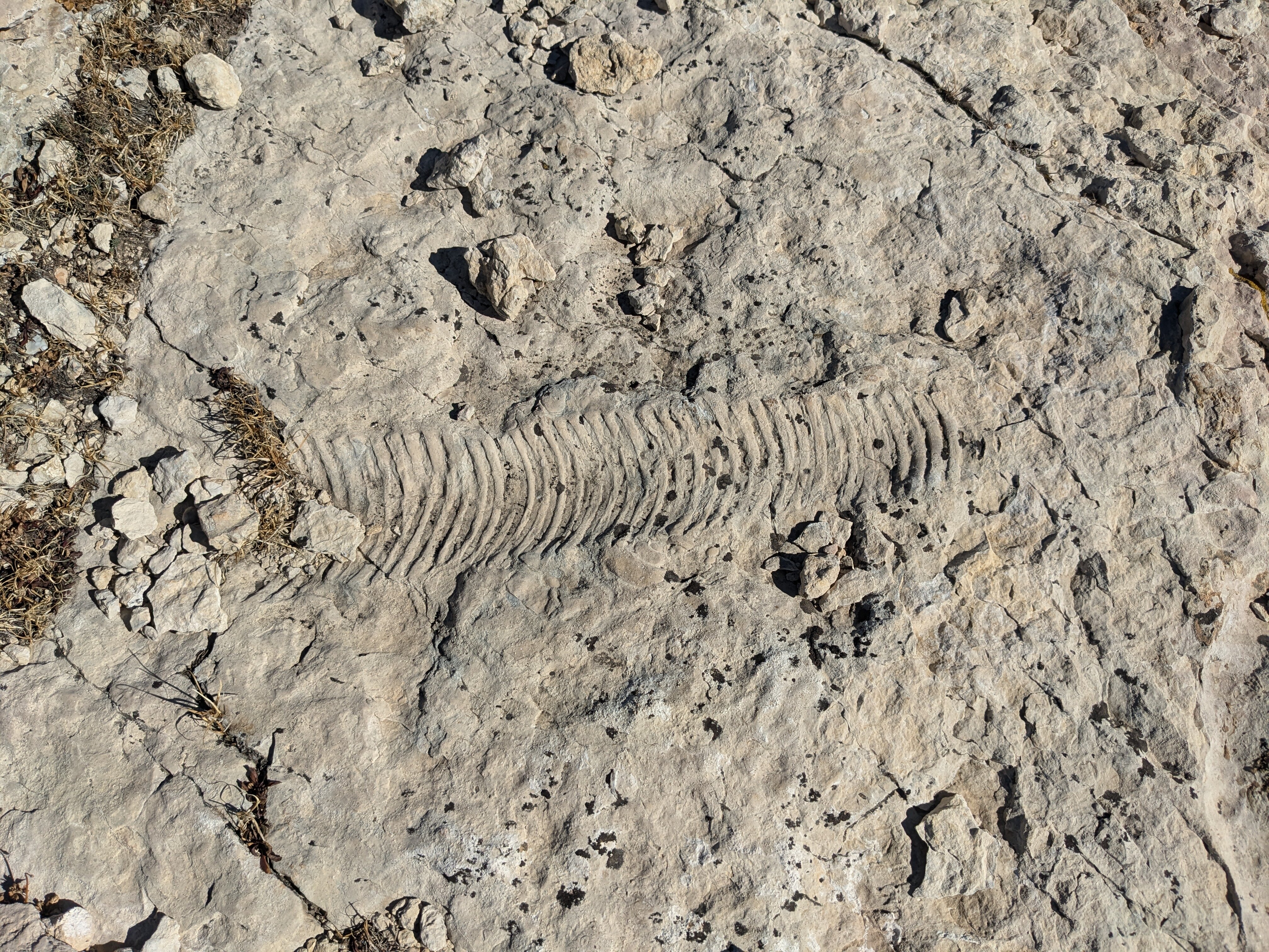 ID of large intact fossil from Wyoming USA - Fossil ID - The Fossil Forum