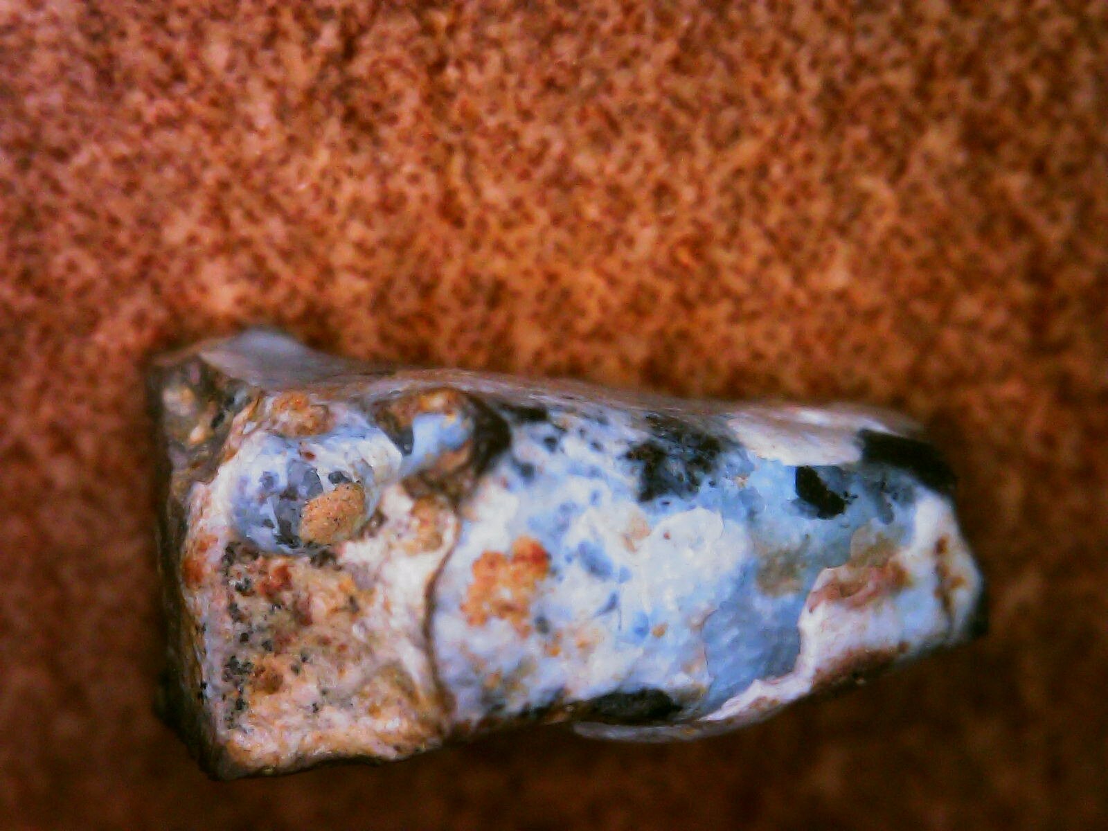 Odd Boring Trace on a Conulariid jellyfish fossil (Missouri) - Fossil ...