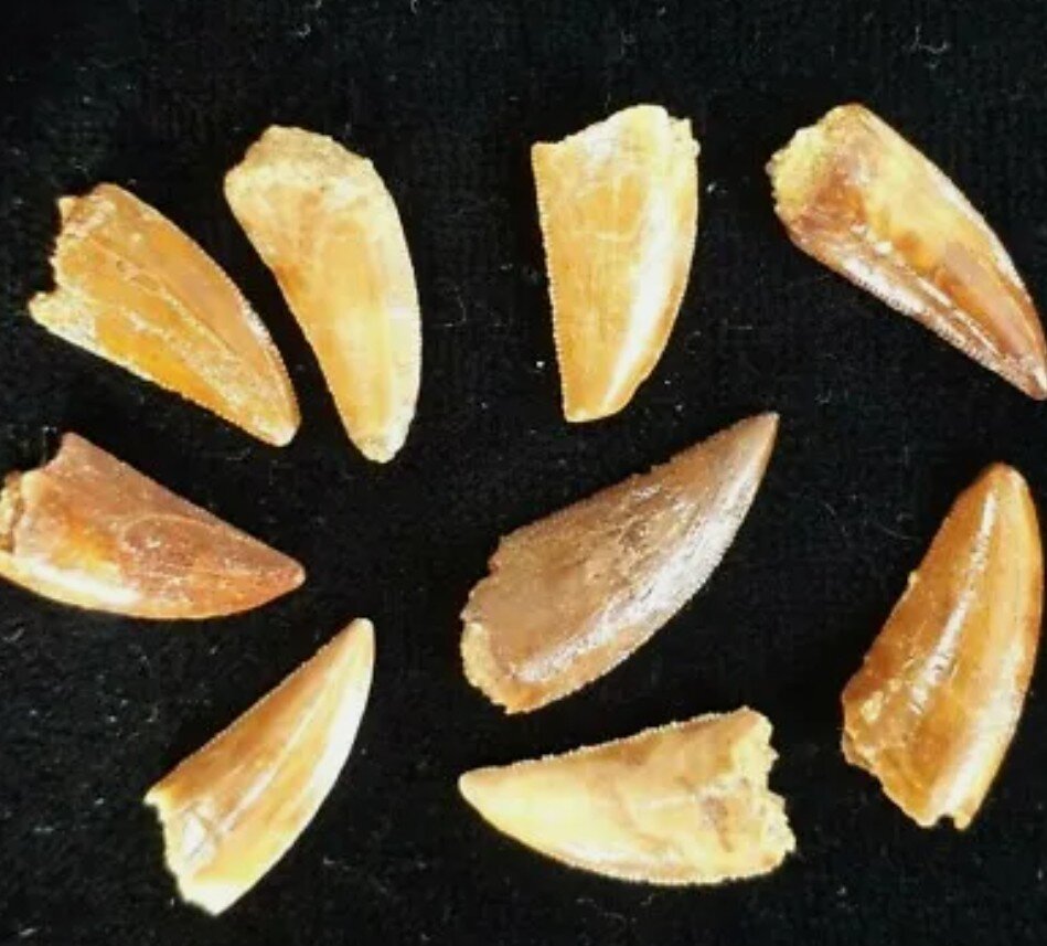 Dromaeosaurid teeth - Fossil ID - The Fossil Forum