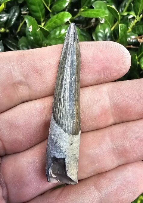 Pretty sure this is a Squalodon calvertensis incisor, but.... - Fossil ...