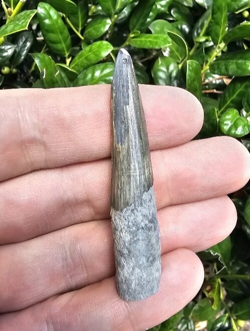 Pretty sure this is a Squalodon calvertensis incisor, but.... - Fossil ...