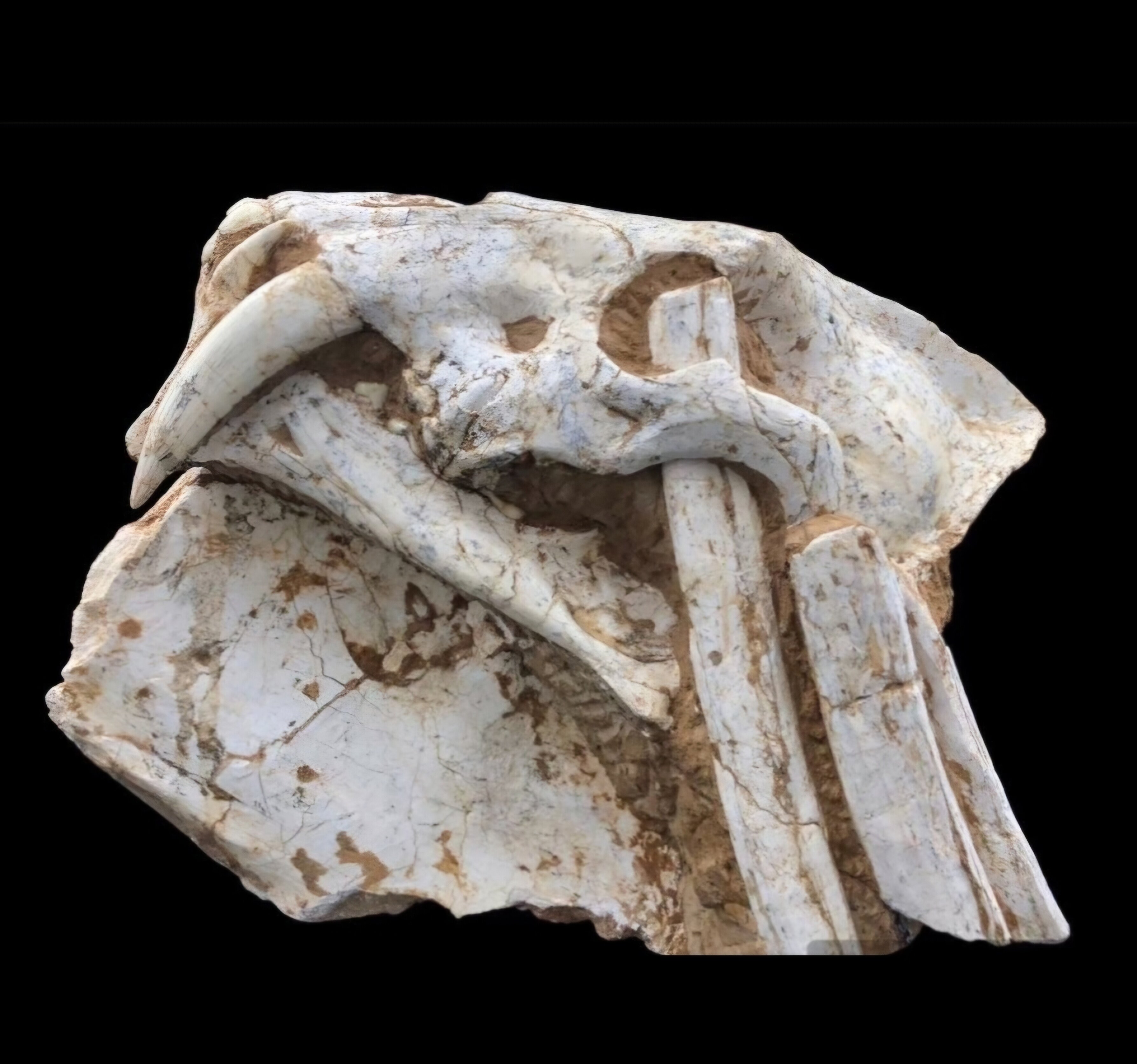 Megantere skull - Is It Real? How to Recognize Fossil Fabrications ...