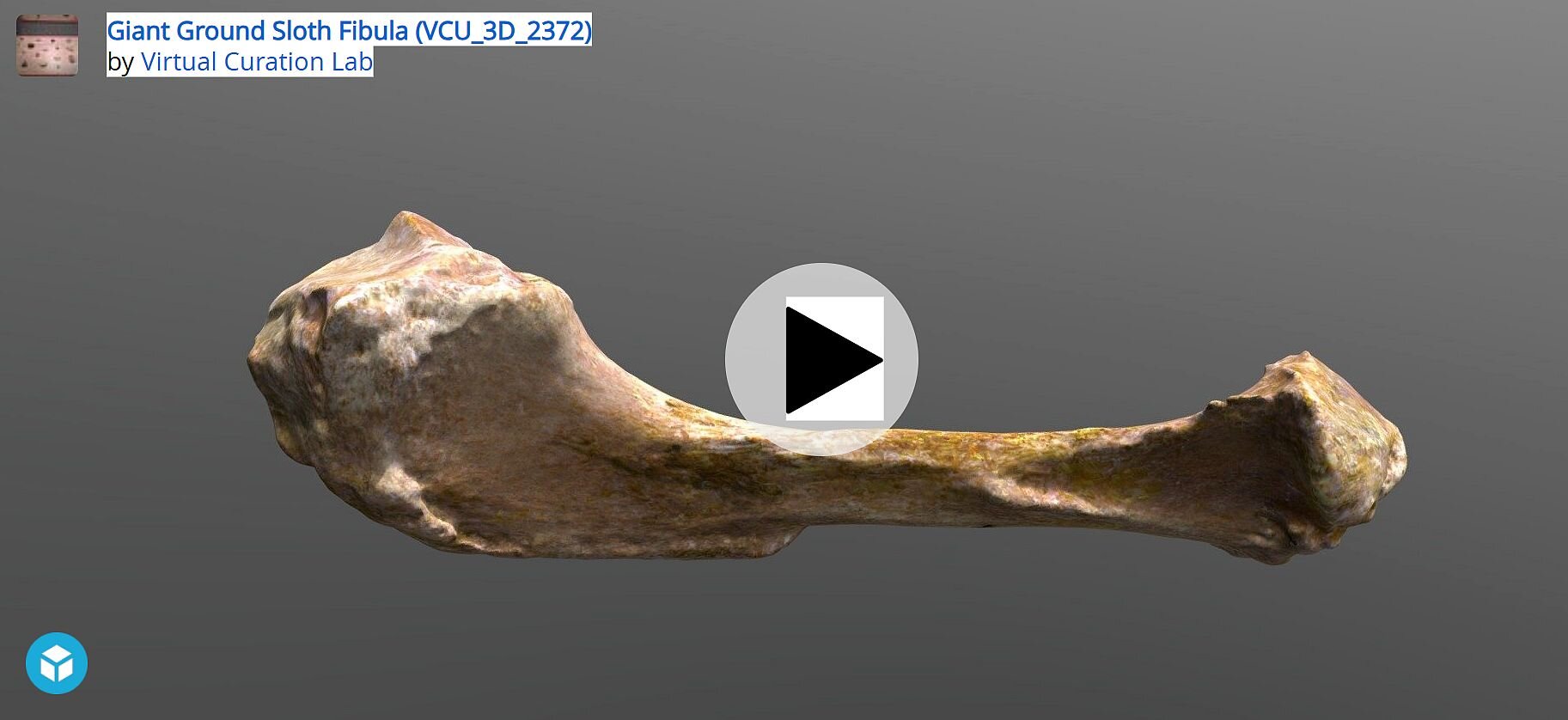 Paramylodon harlani fibula? - Fossil ID - The Fossil Forum