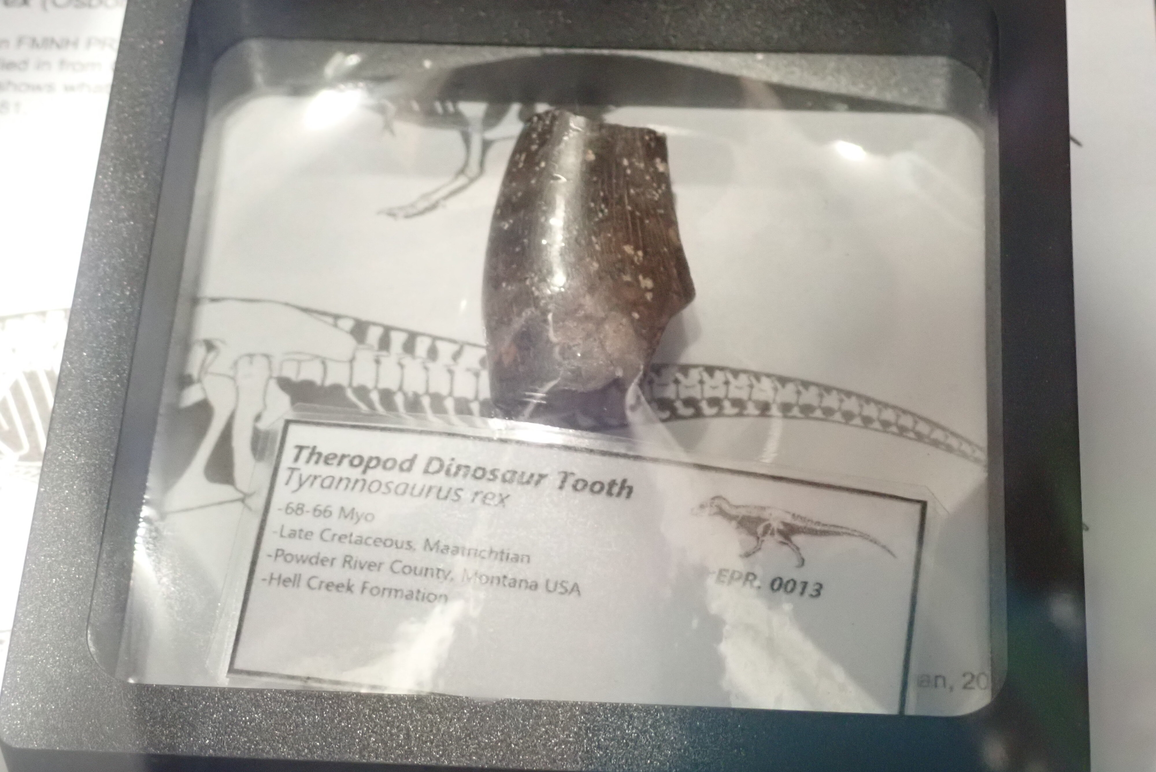 Show me your floating frame displays - General Fossil Discussion - The ...