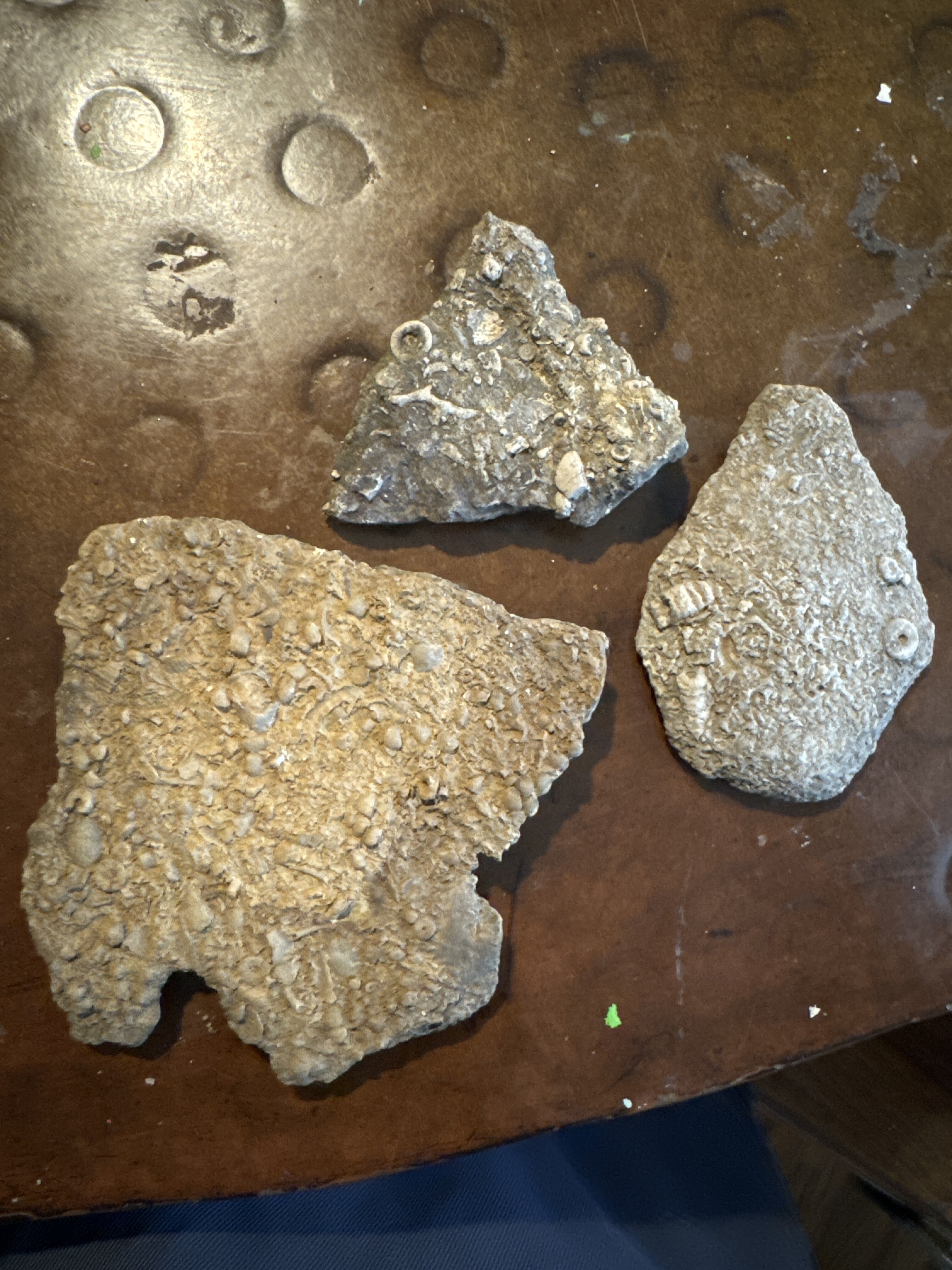 Marine Fossils - Fossil ID - The Fossil Forum