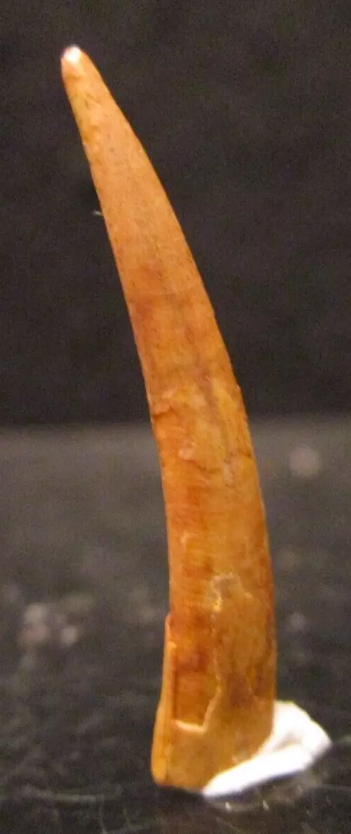 Is this a well-preserved pterosaur tooth fossil? - Is It Real? How to ...